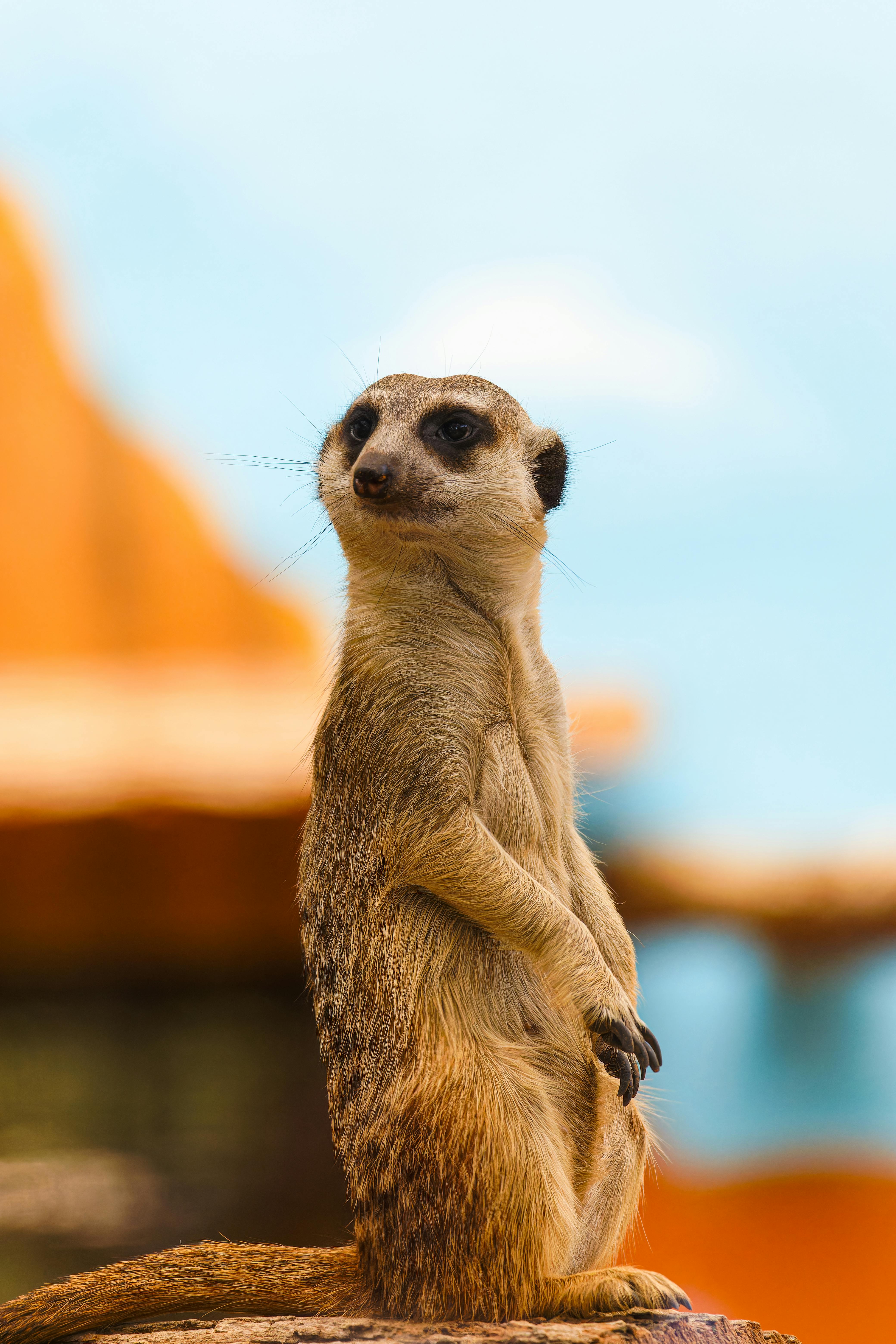 Adorable Meerkat Standing Alert in Sunlight · Free Stock Photo