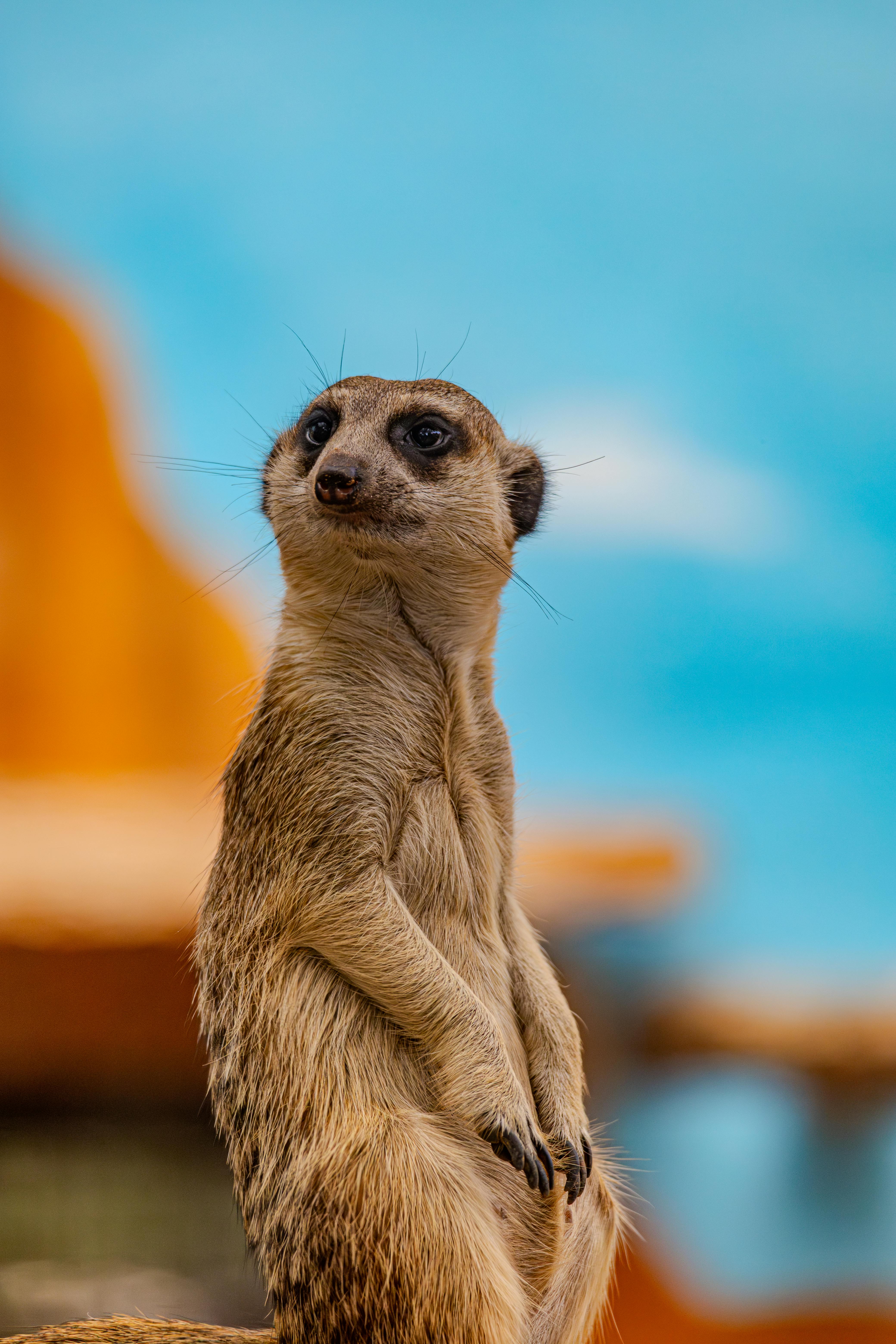 Close Up Photography of Meerkat · Free Stock Photo