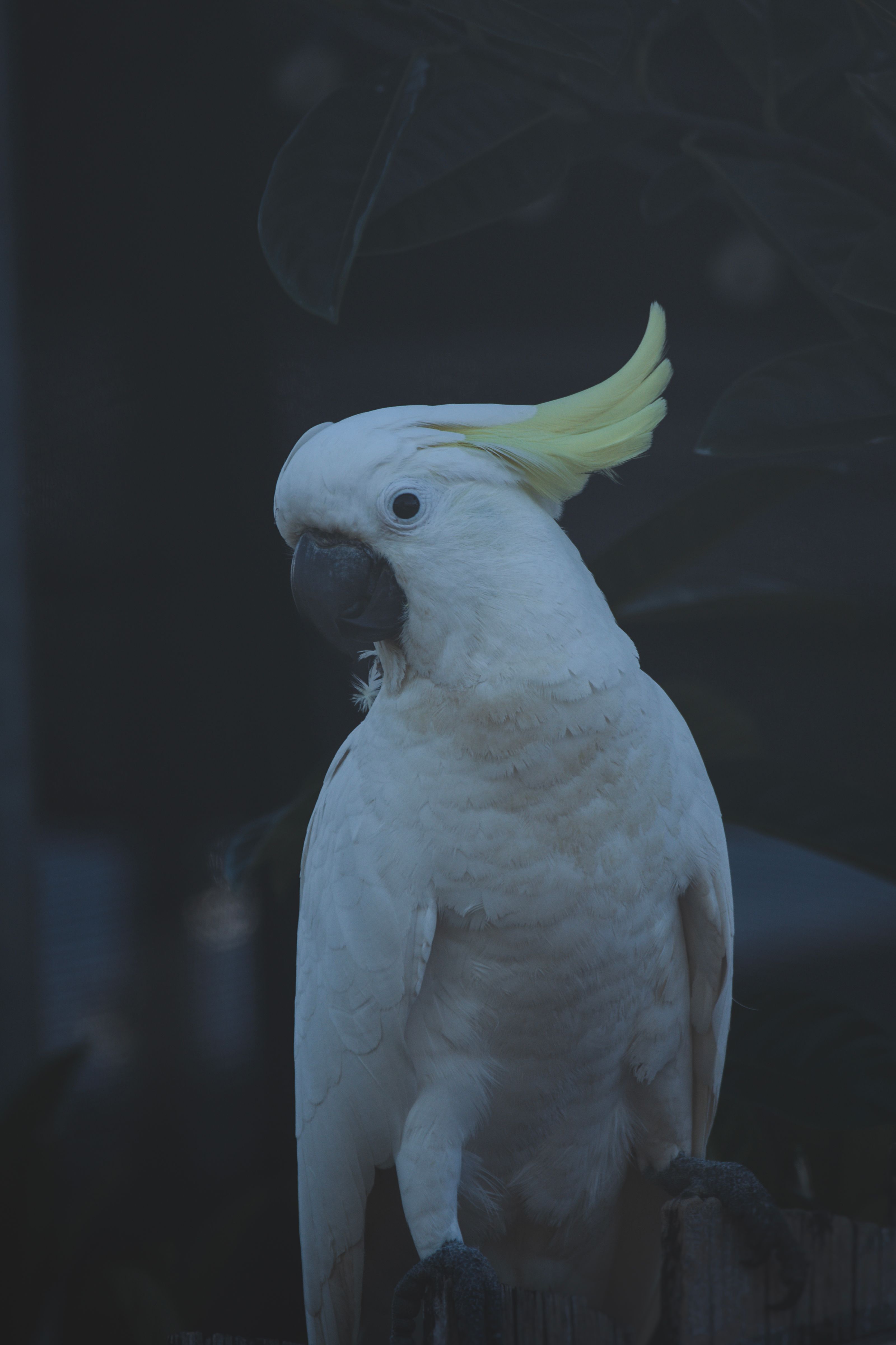 Close-up Photo of Cockatiel · Free Stock Photo