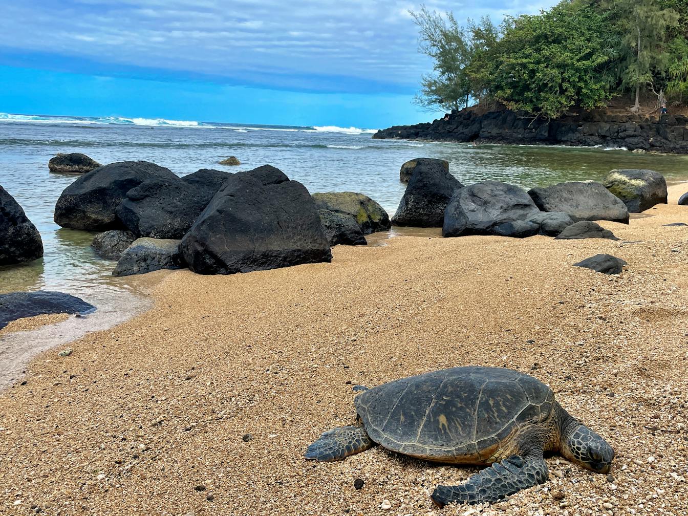 Eastern Pacific Green Turtle Conservation Efforts in Action