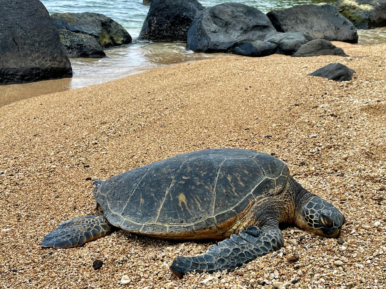 Facts About Leatherback Sea Turtles You Need to Know