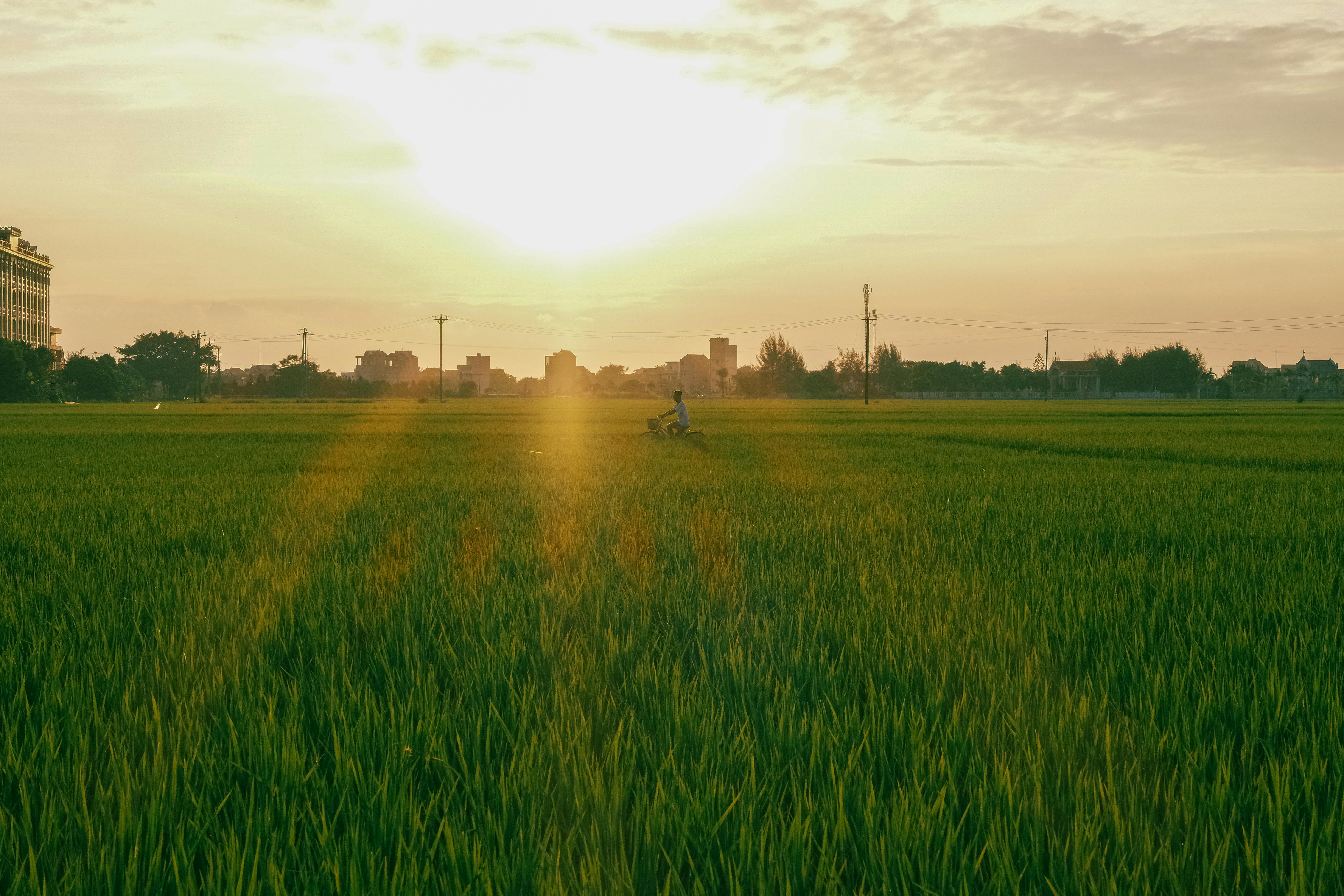 Sunlit Vietnamese Rice Field at Sunset · Free Stock Photo