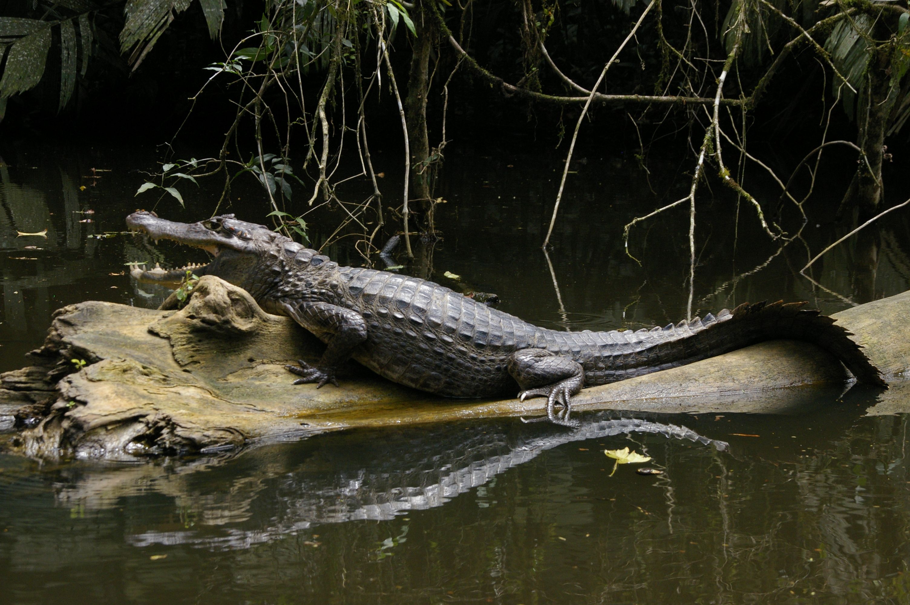 Caiman Habitat