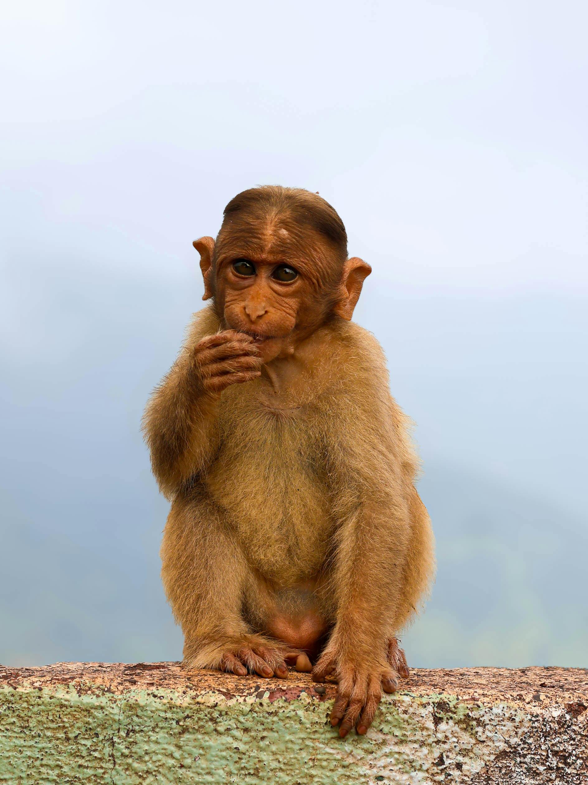 Bebê Macaco Sentado Em Um Muro Nas Montanhas Indianas · Foto profissional gratuita