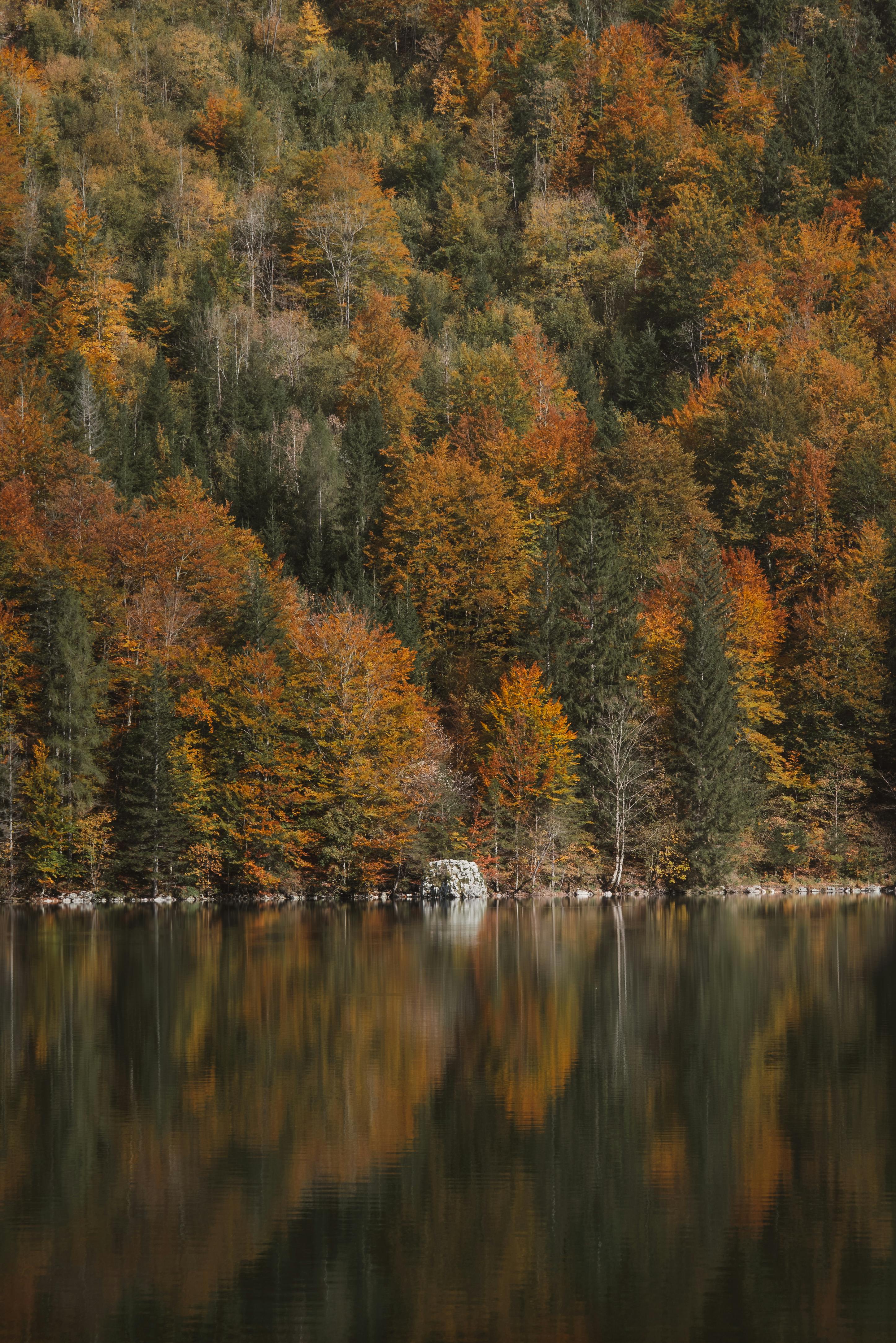 Tree Line Photos, Download The BEST Free Tree Line Stock Photos & HD Images