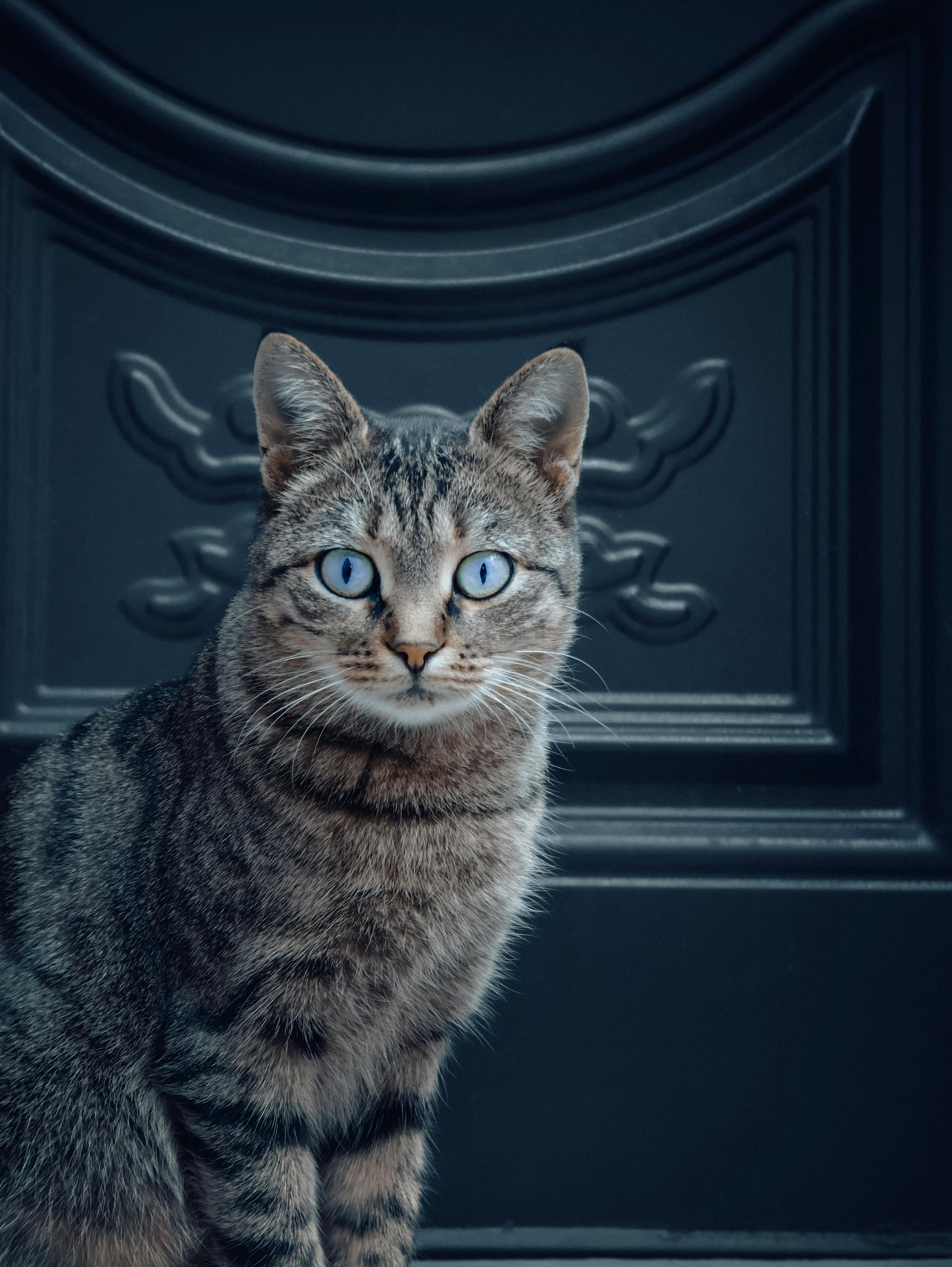 Close-up Photography of Cat · Free Stock Photo