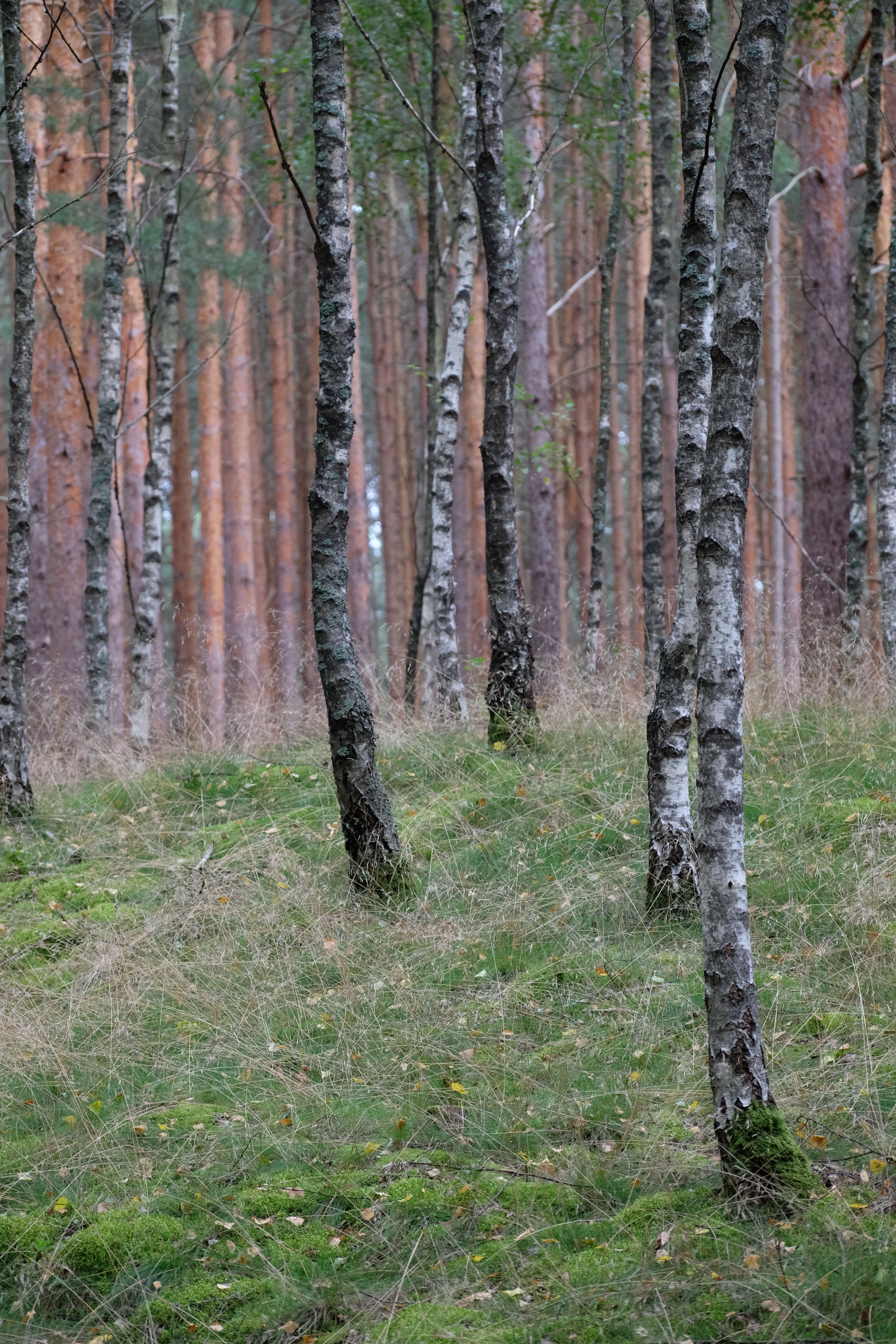 Wild Grove Photos, Download The BEST Free Wild Grove Stock Photos & HD ...