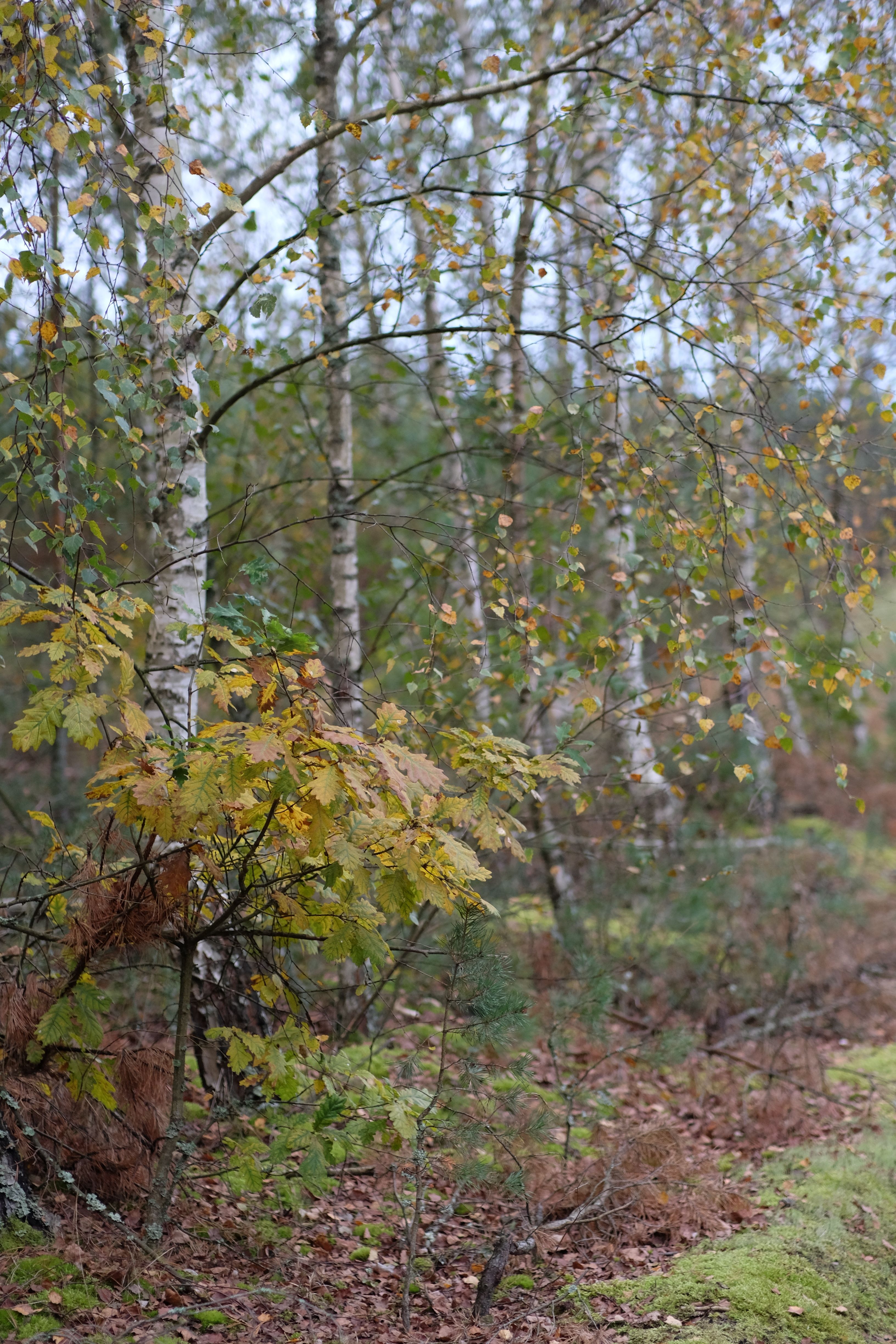 Serene Autumn Birch Forest Scenery · Free Stock Photo