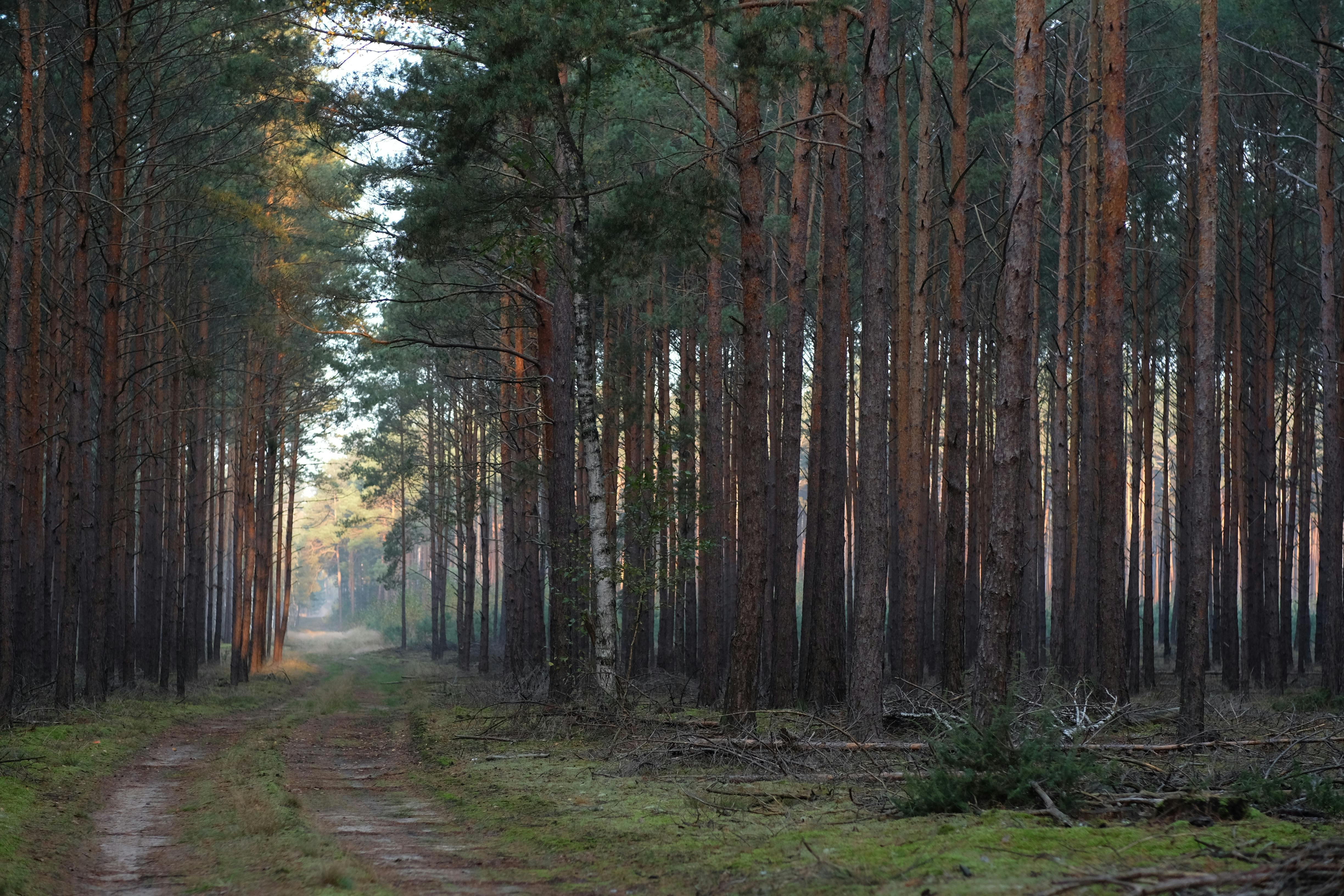 Tranquilo Sendero Forestal Rodeado De Altos Pinos · Foto de stock gratuita