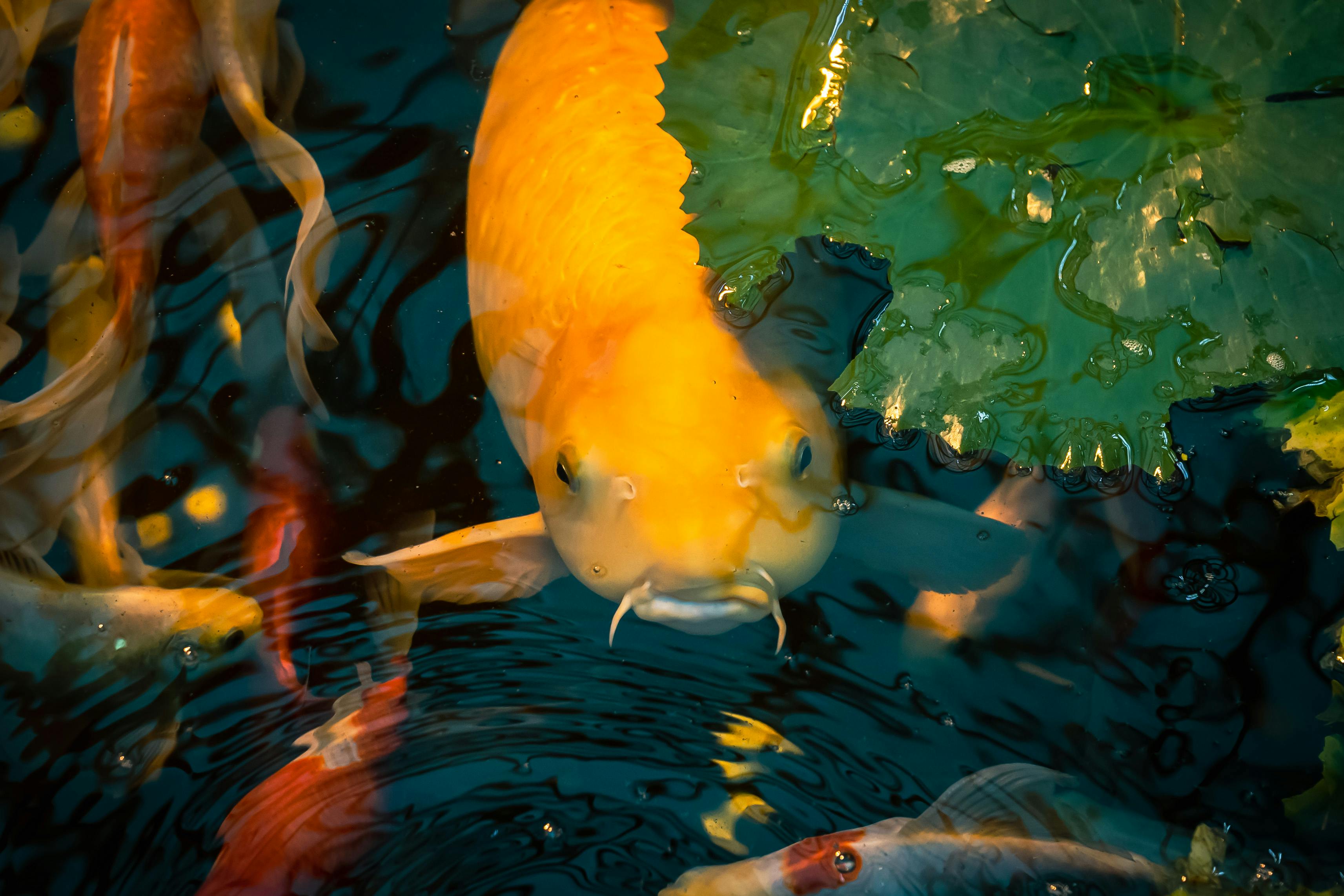 School Of Koi Fish · Free Stock Photo