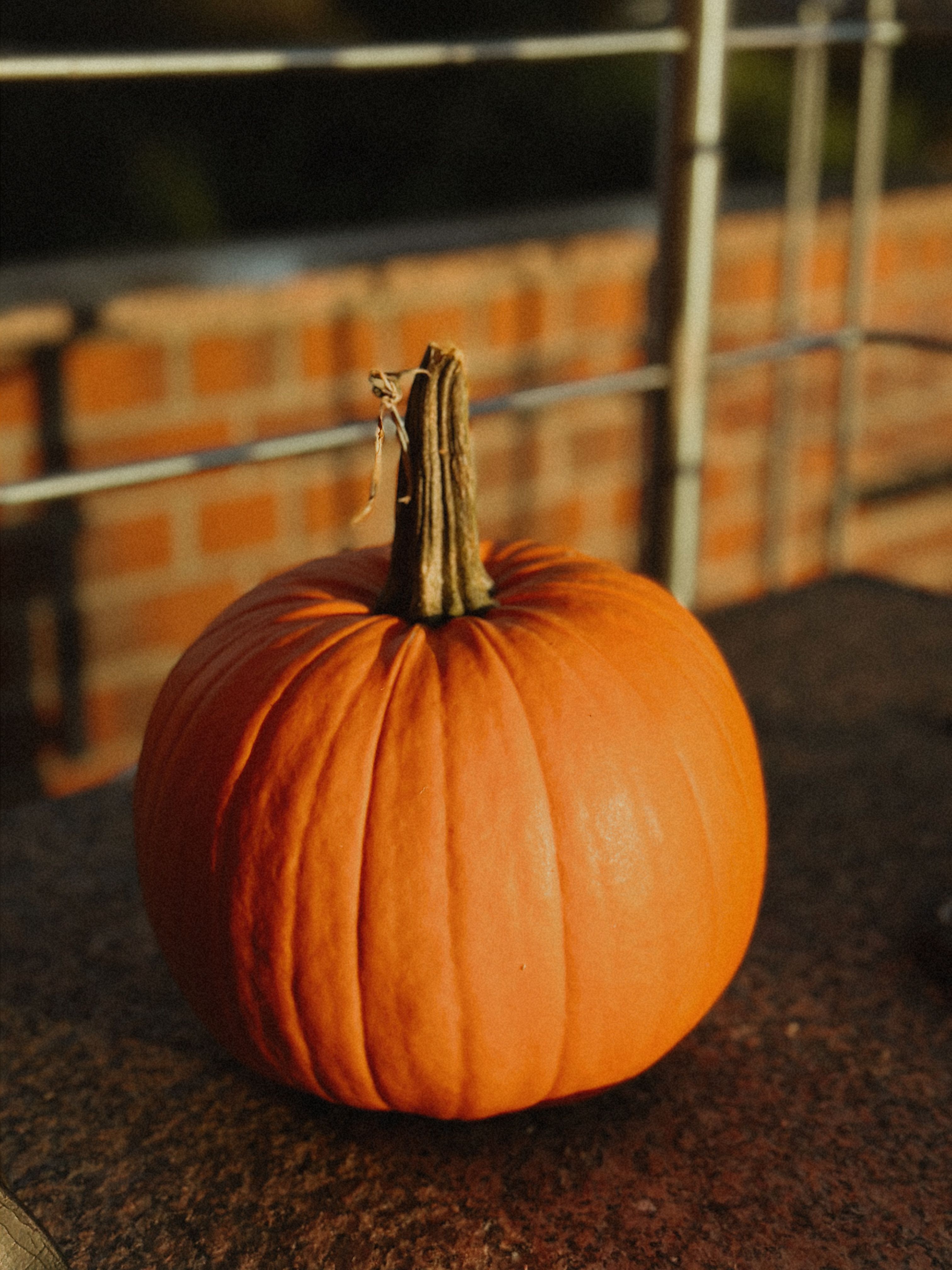 Kabocha Squash Photos, Download The BEST Free Kabocha Squash Stock ...