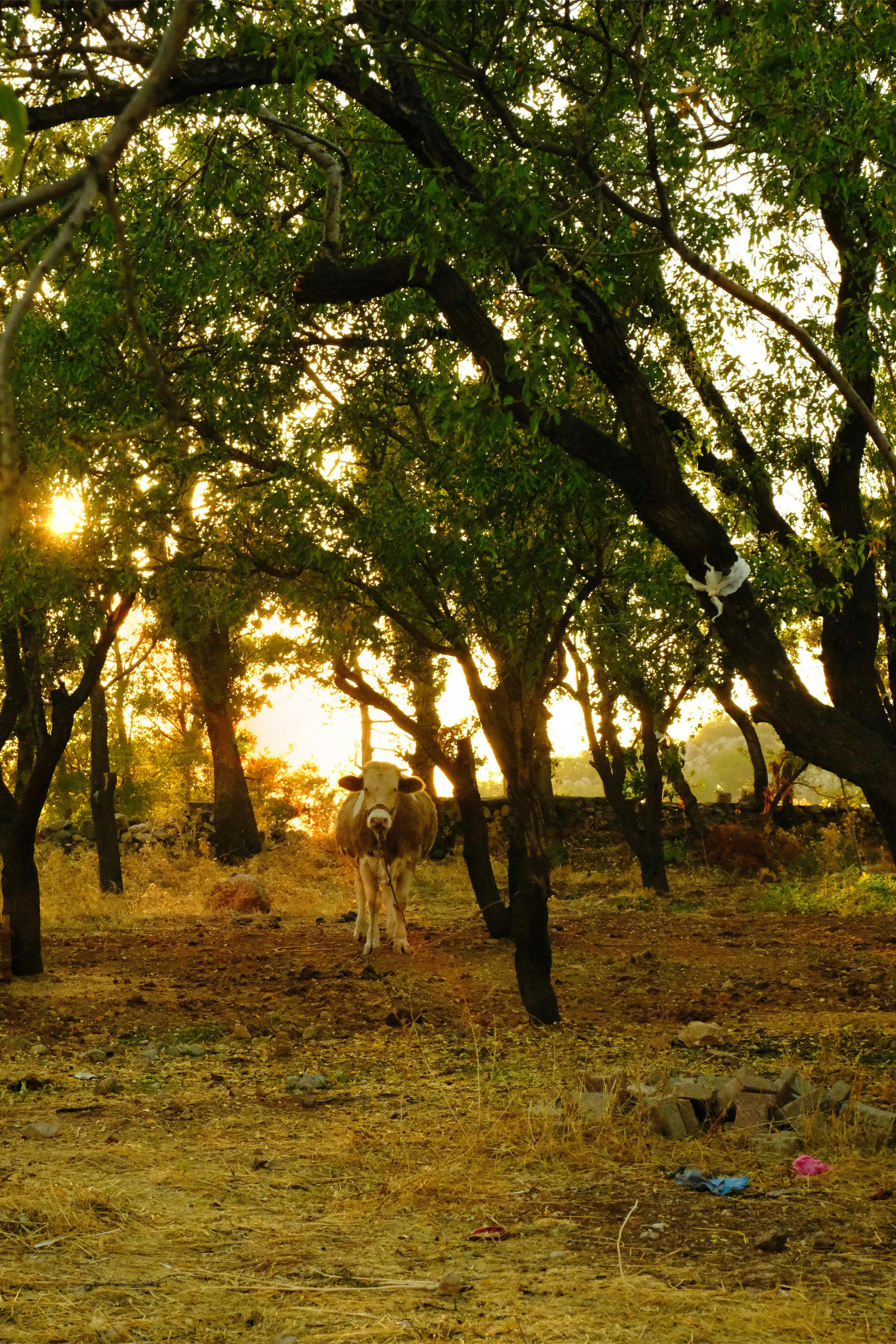 Pemandangan Hutan Yang Indah Dengan Sapi Yang Sedang Merumput · Foto ...