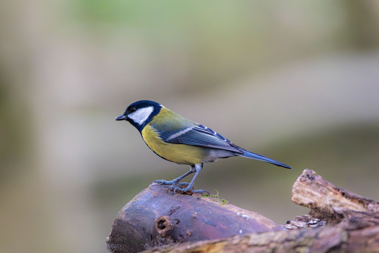 Large Tit Black Women Photos Download The Best Free Large Tit Black