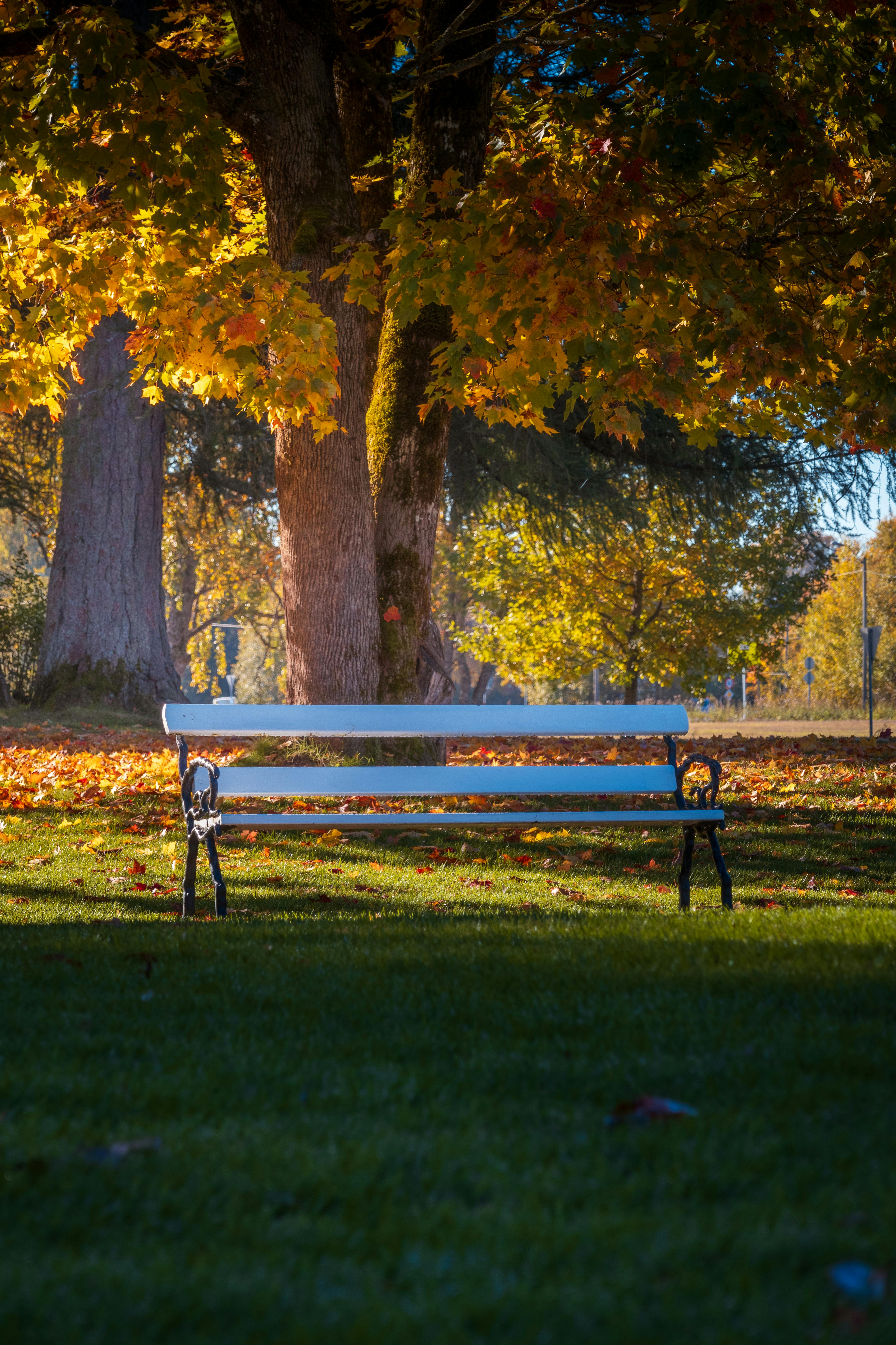 Serene Autumn Park Scene with Empty Bench · Free Stock Photo