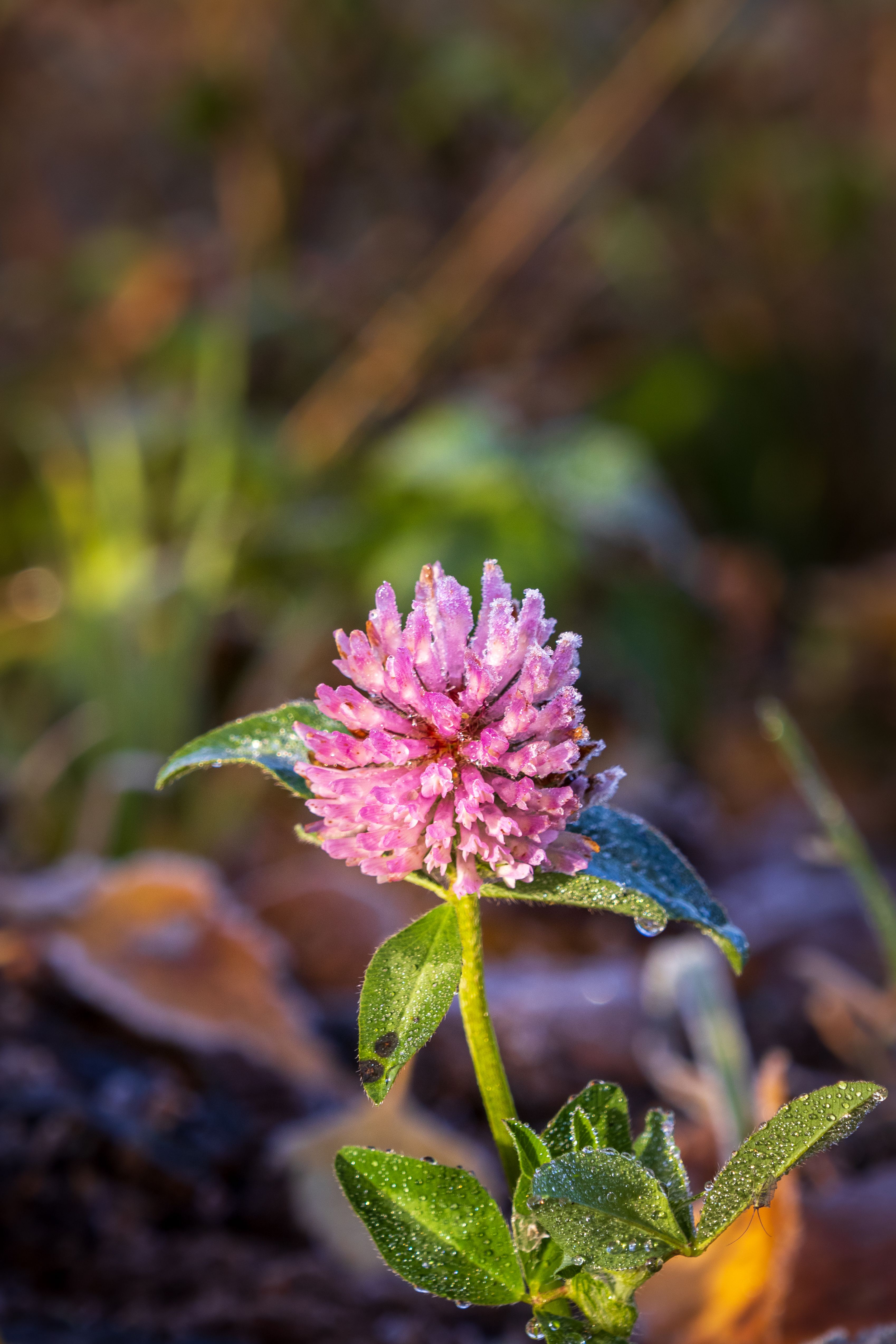 Frosty Autumn Clover with Morning Dew · Free Stock Photo