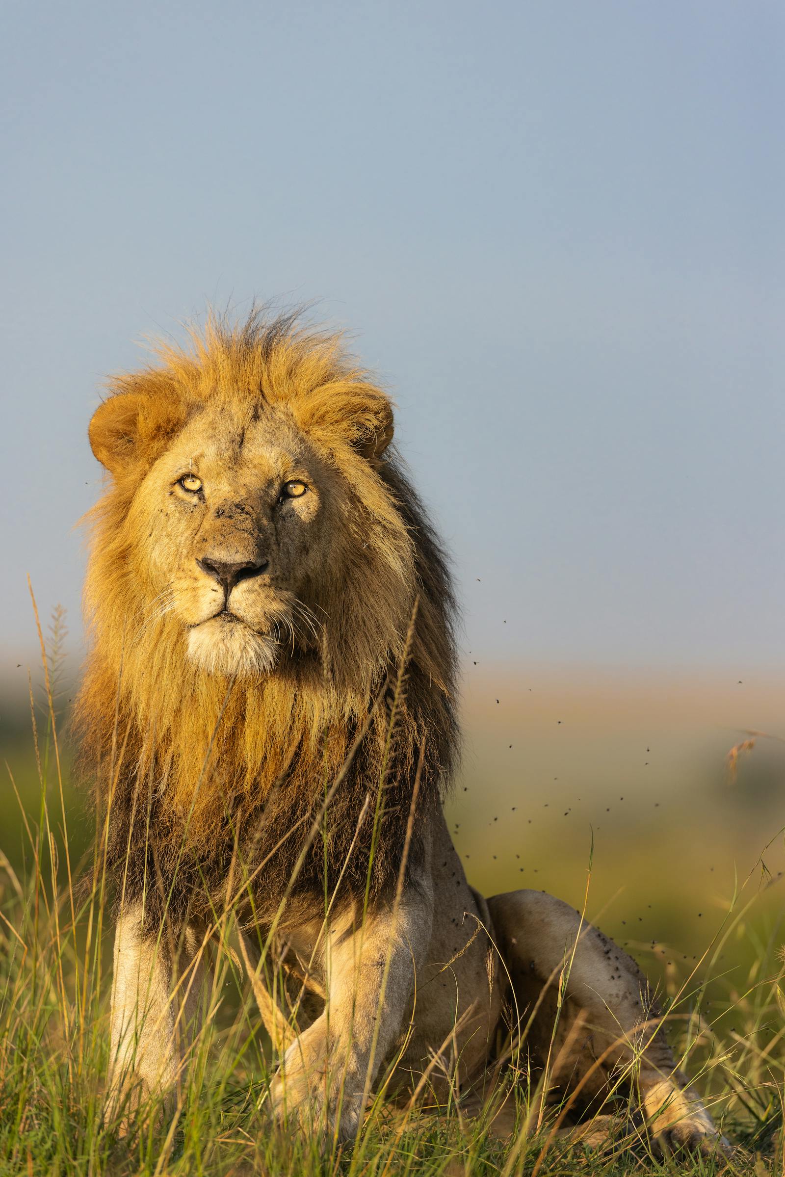 6.000+ melhores imagens de Leao · Download 100% grátis · Fotos ...