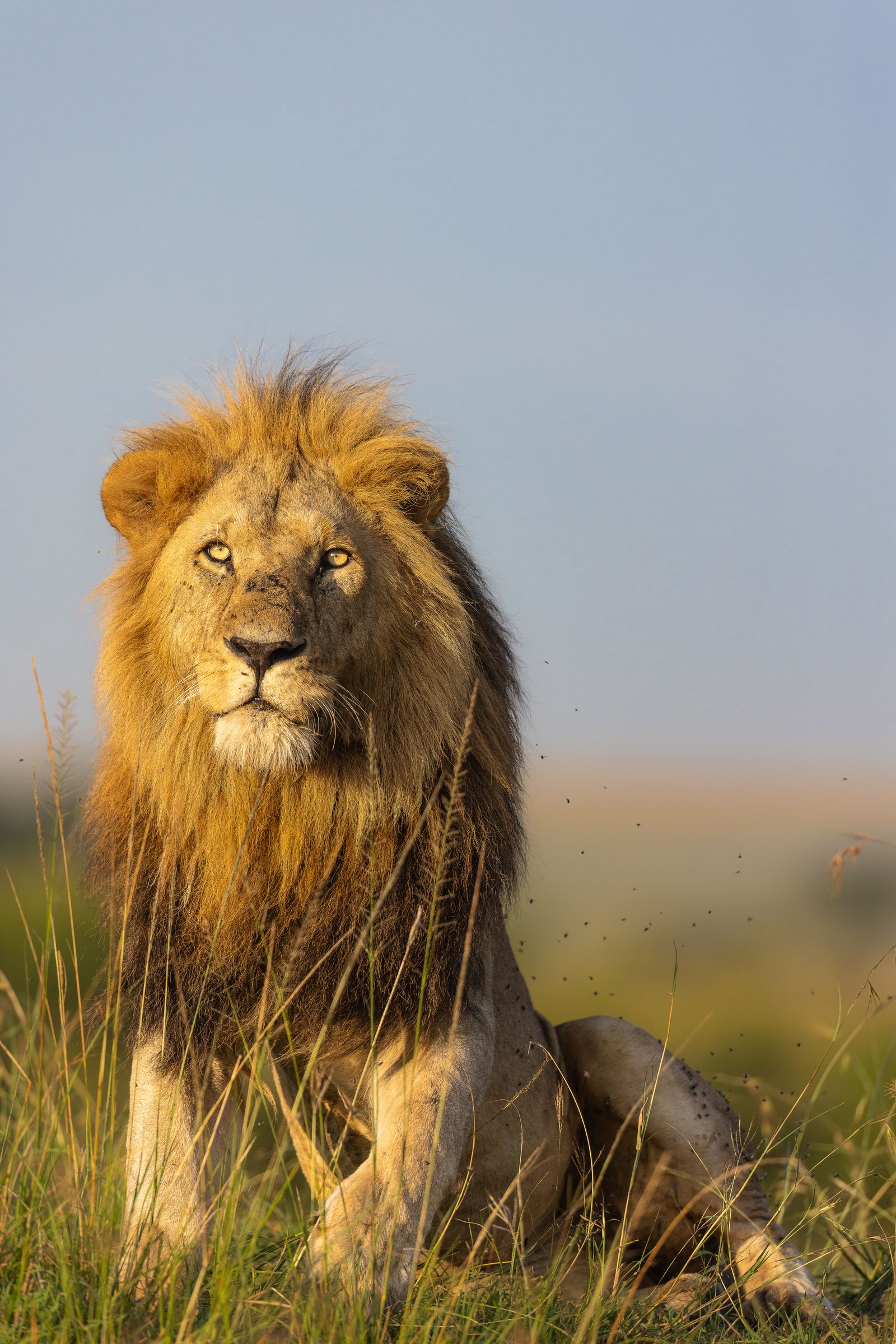Lion King Photos, Download The BEST Free Lion King Stock Photos & HD Images