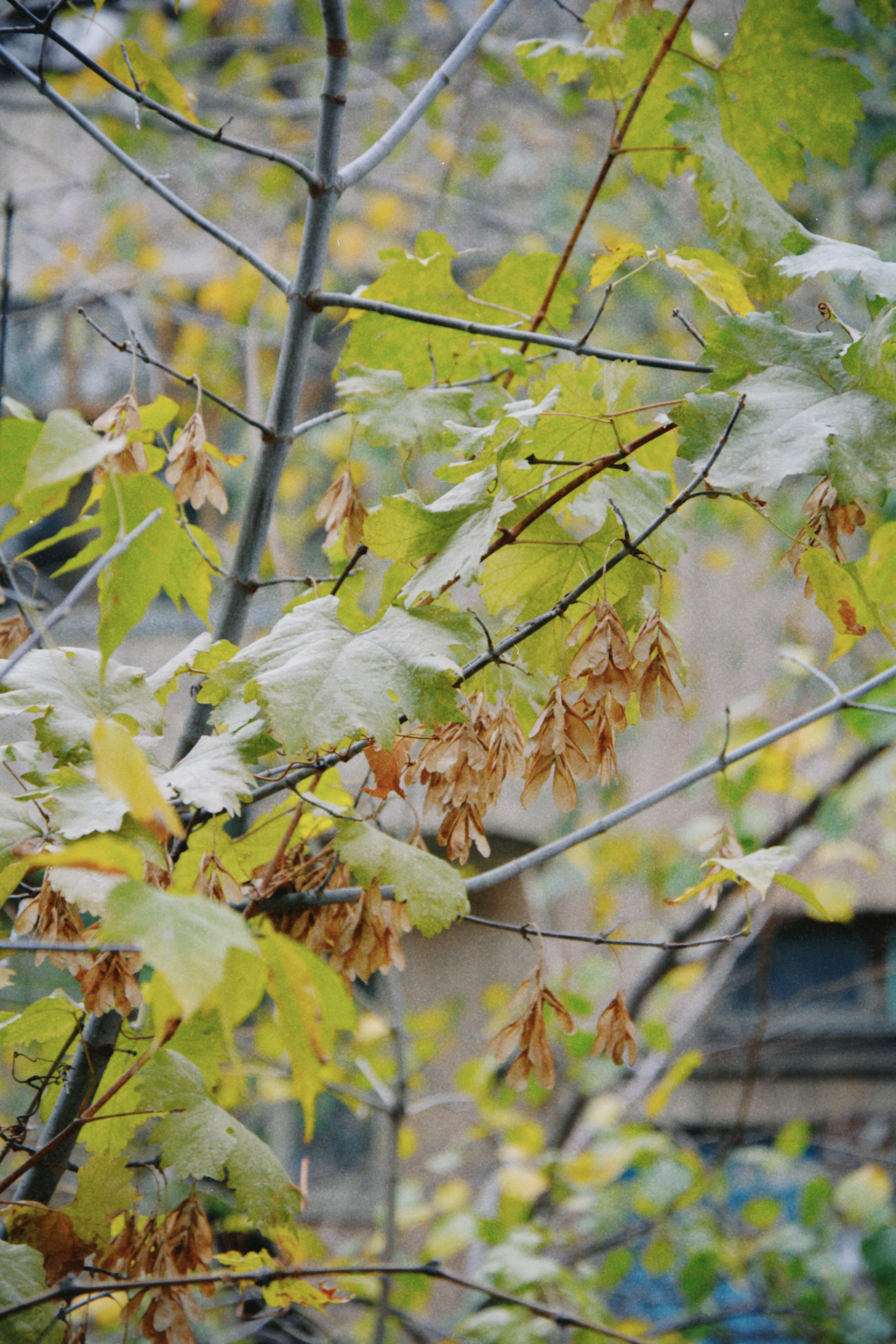 Autumn Foliage in Almaty, Kazakhstan · Free Stock Photo