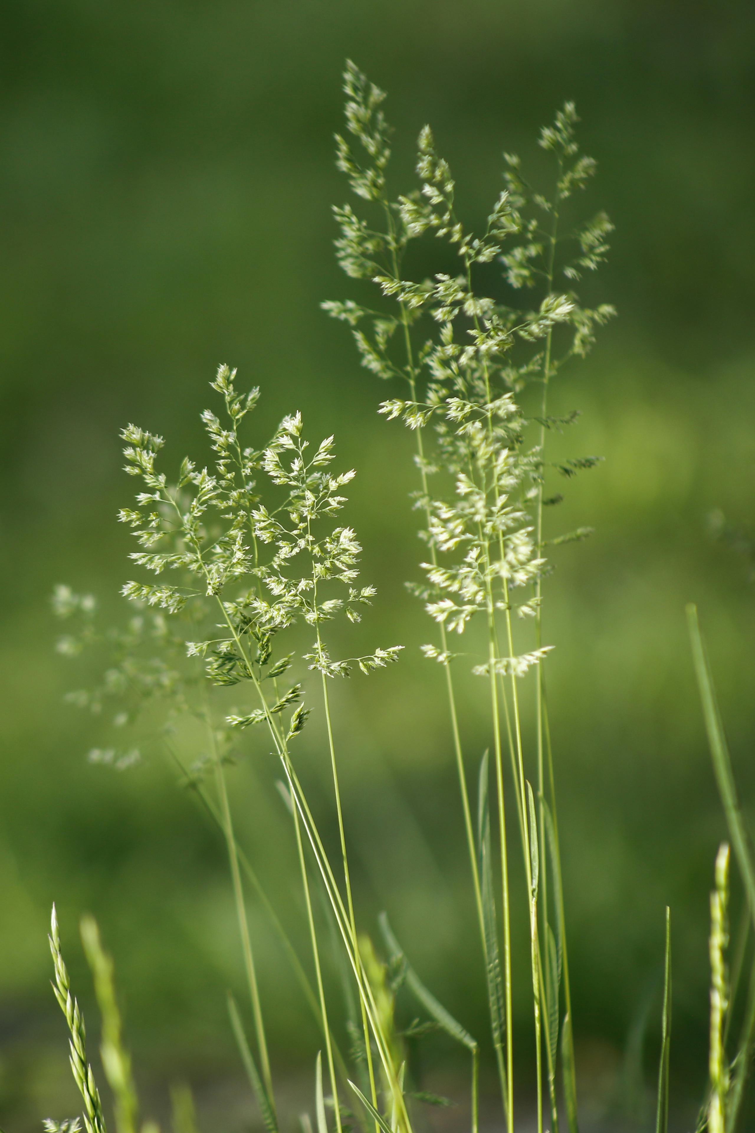 Green Grass · Free Stock Photo