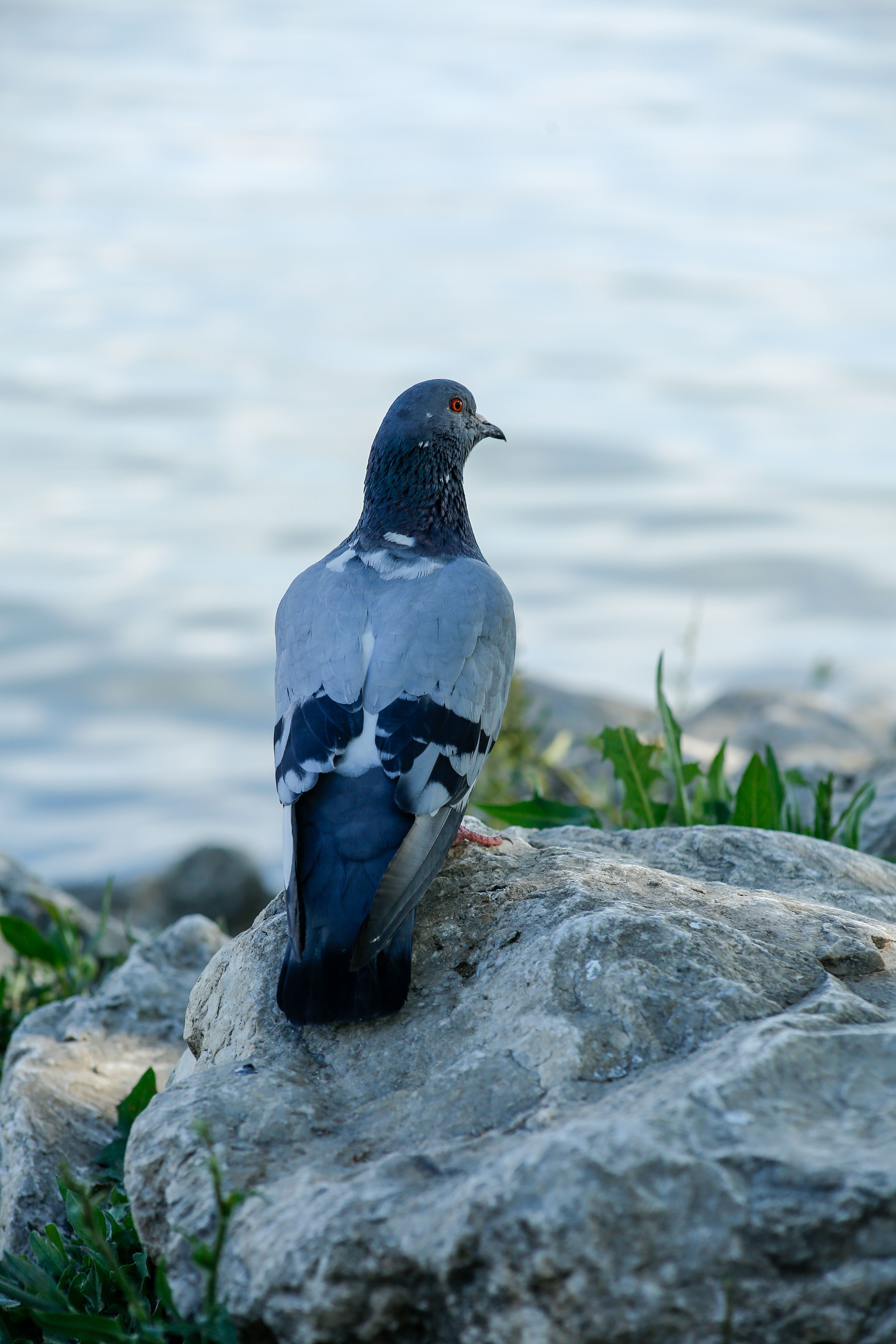 Close-up of Rock Pigeon by a Tranquil Lakeside · Free Stock Photo