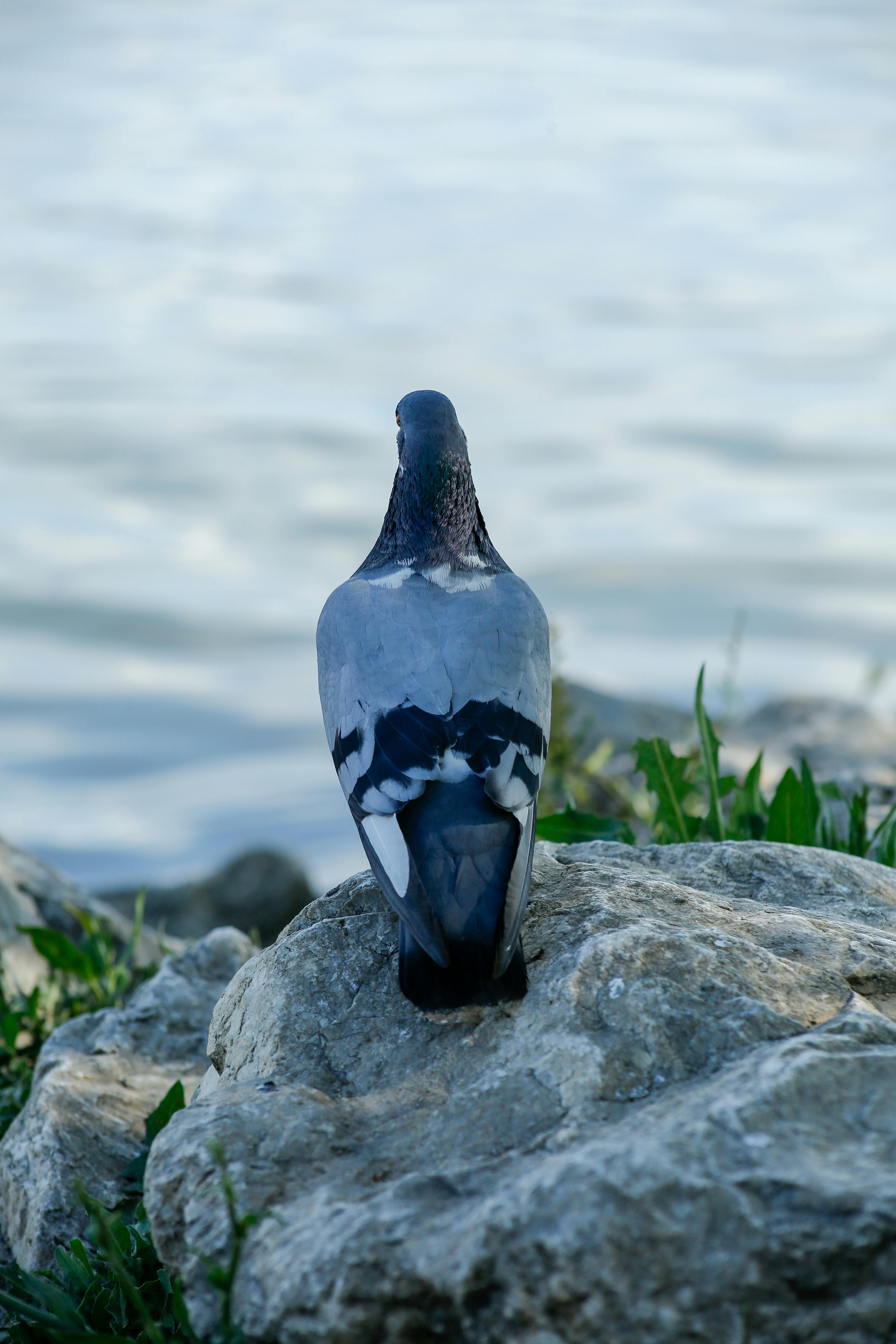 Pigeon From Behind Photos, Download The BEST Free Pigeon From Behind ...