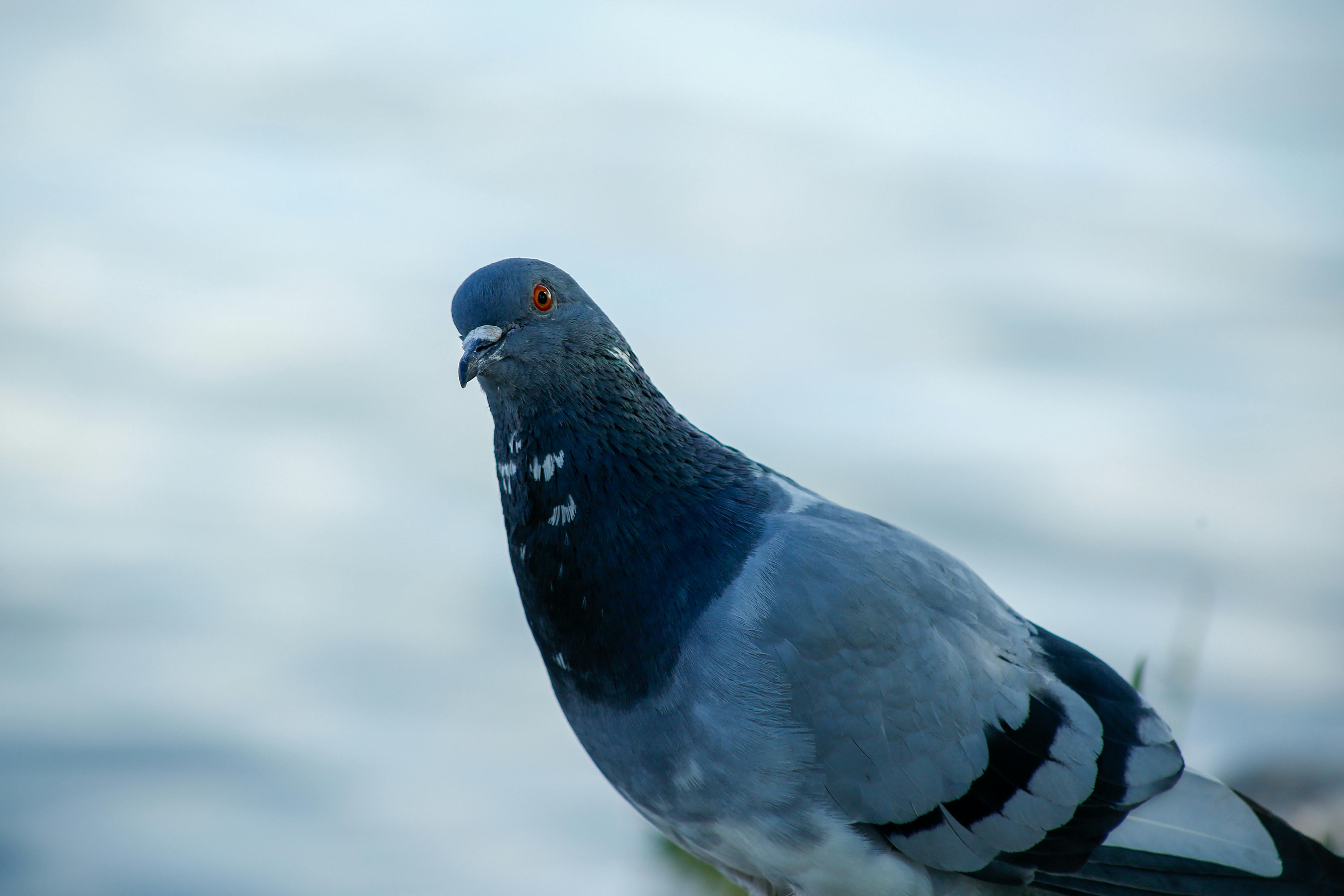 Close-up of a Blue-Grey Pigeon by Water · Free Stock Photo