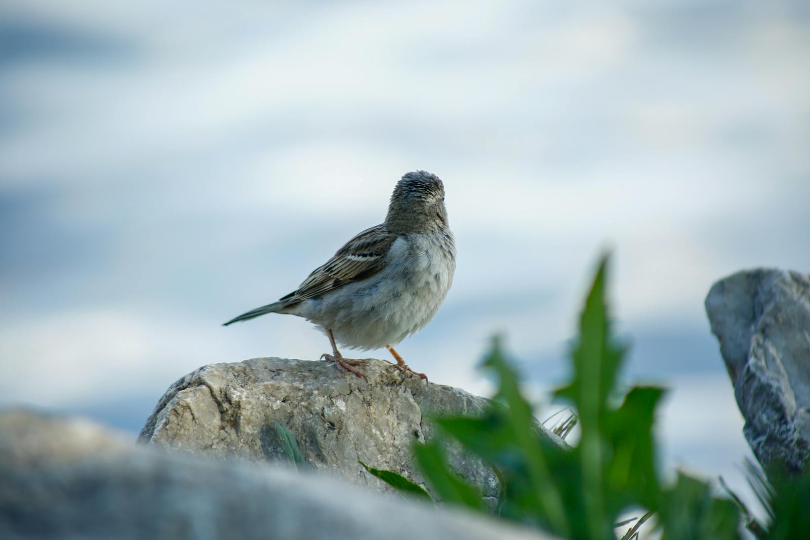 Sparrow Images Photos, Download The BEST Free Sparrow Images Stock ...