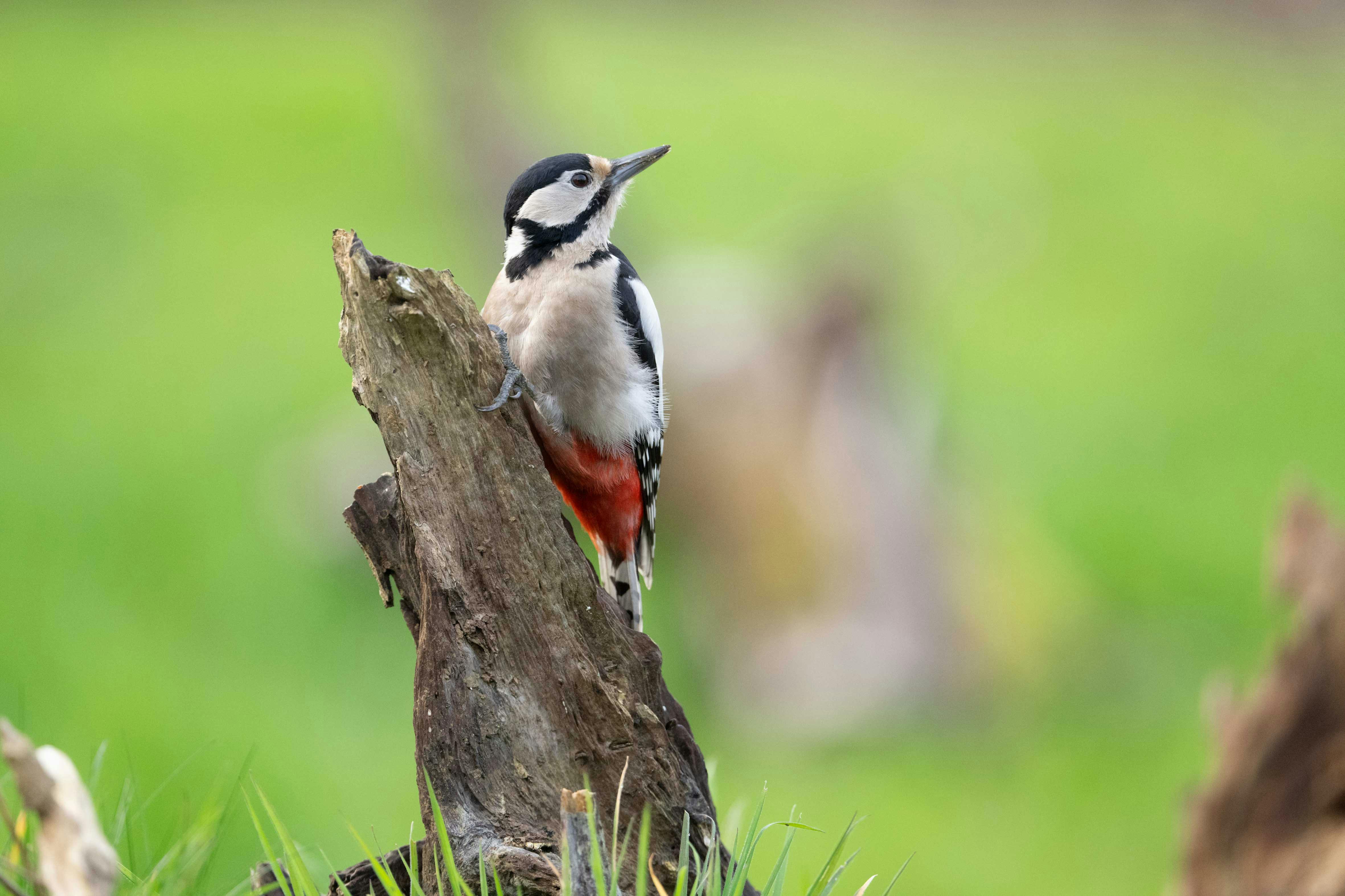 Pico Picapinos En Un Bosque Francés · Foto de stock gratuita