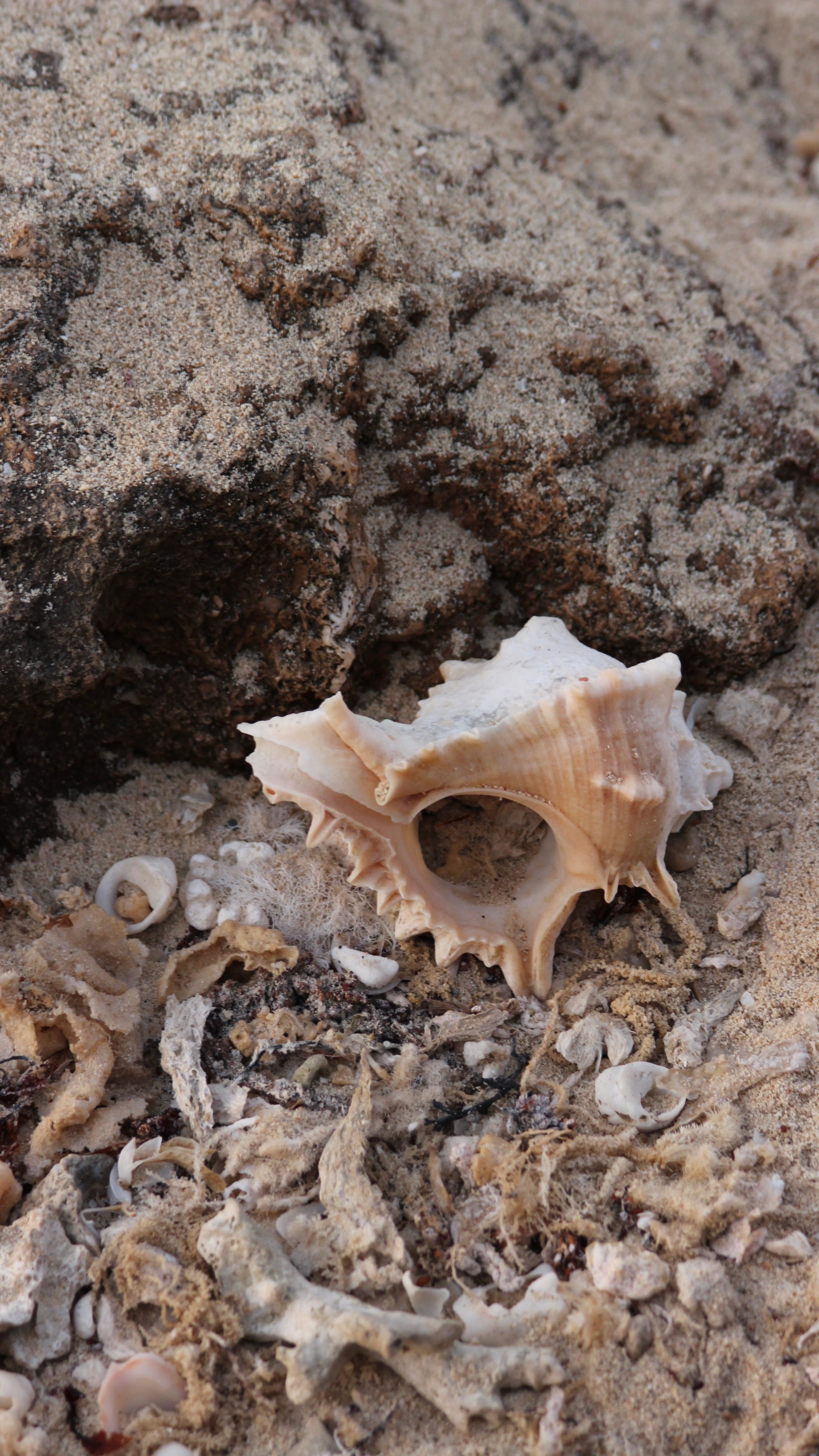 Natural Seashell on Sandy Beach · Free Stock Photo