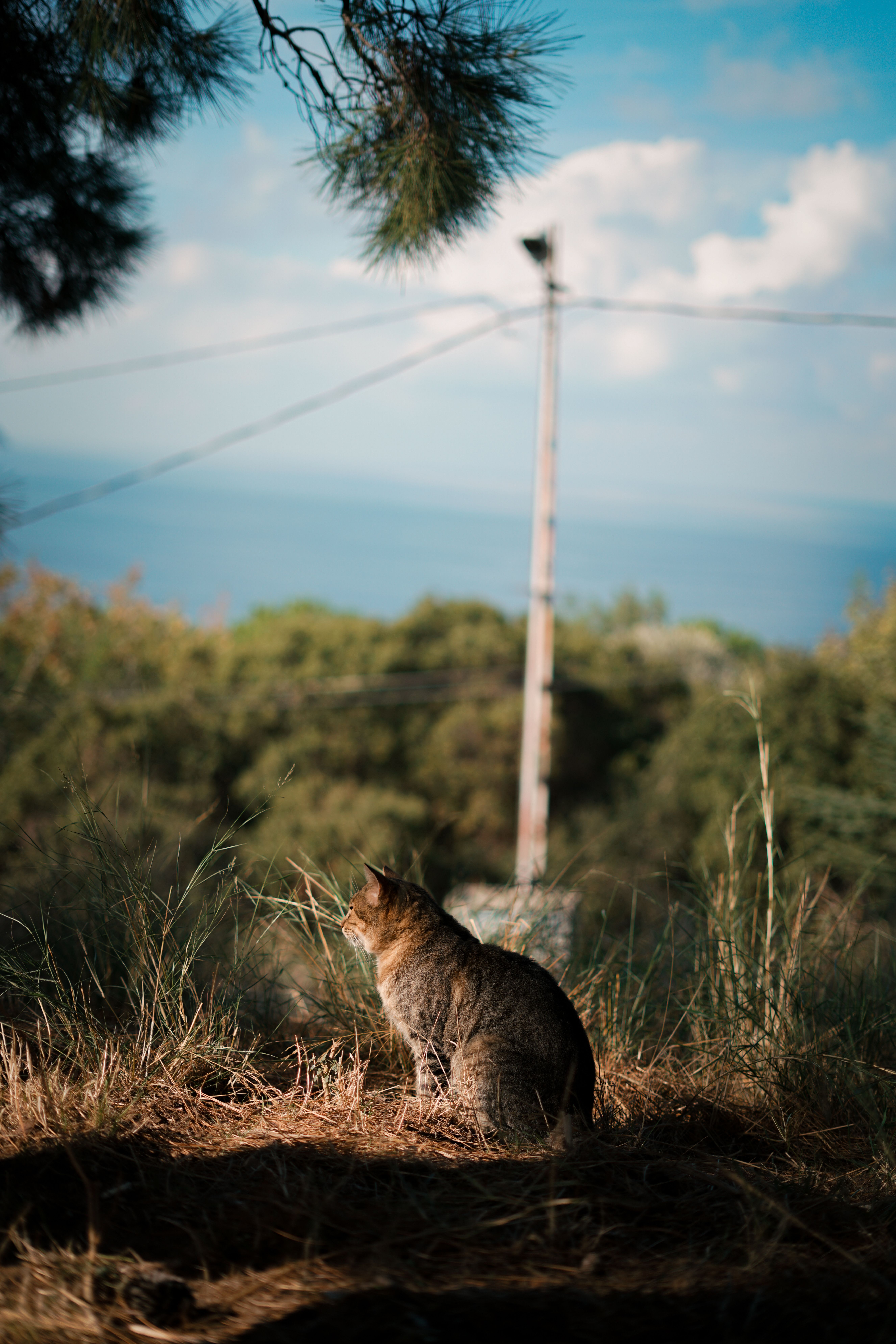 Peaceful Cat in Nature Landscape · Free Stock Photo