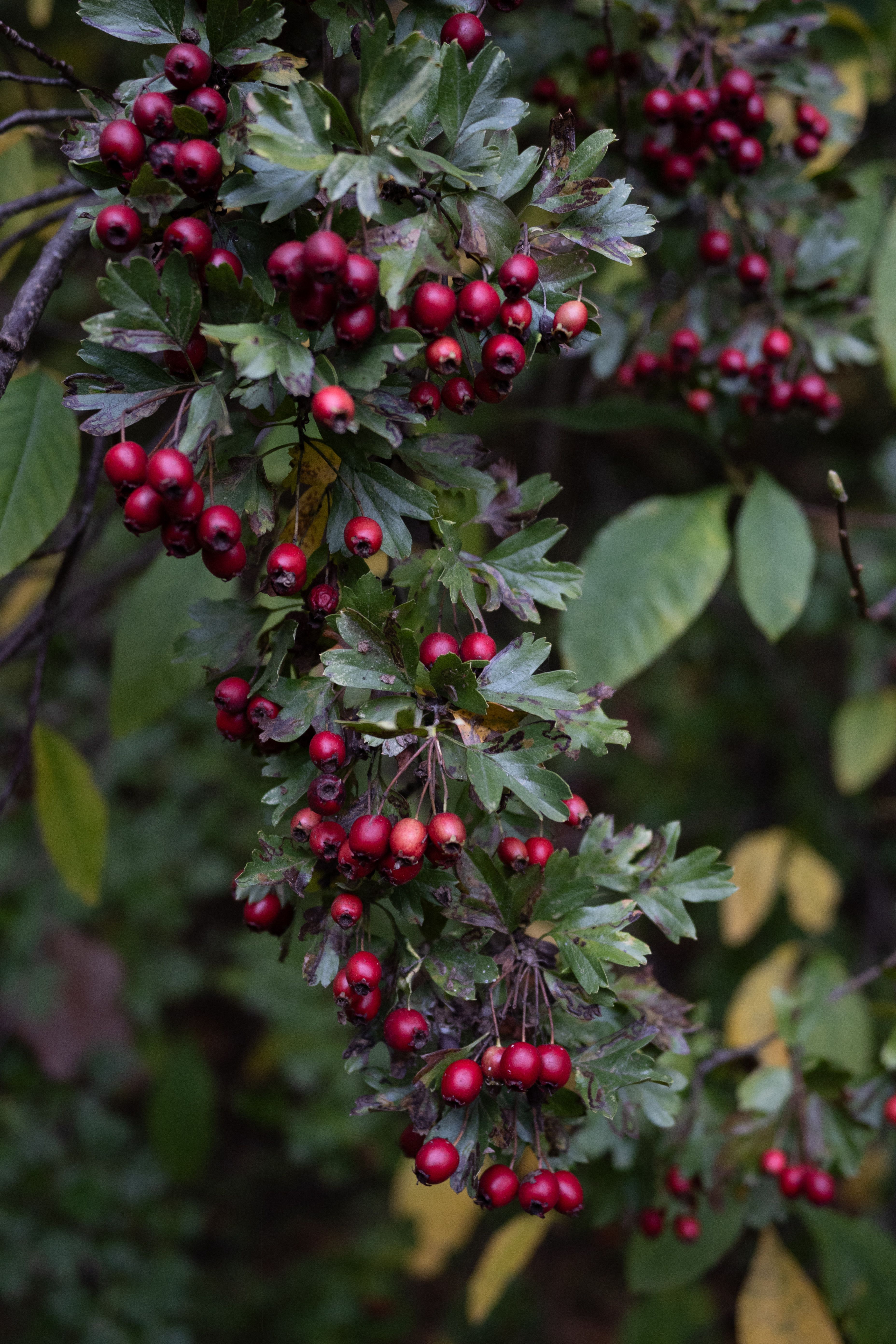 Vibrant Red Hawthorn Berries on Branch · Free Stock Photo