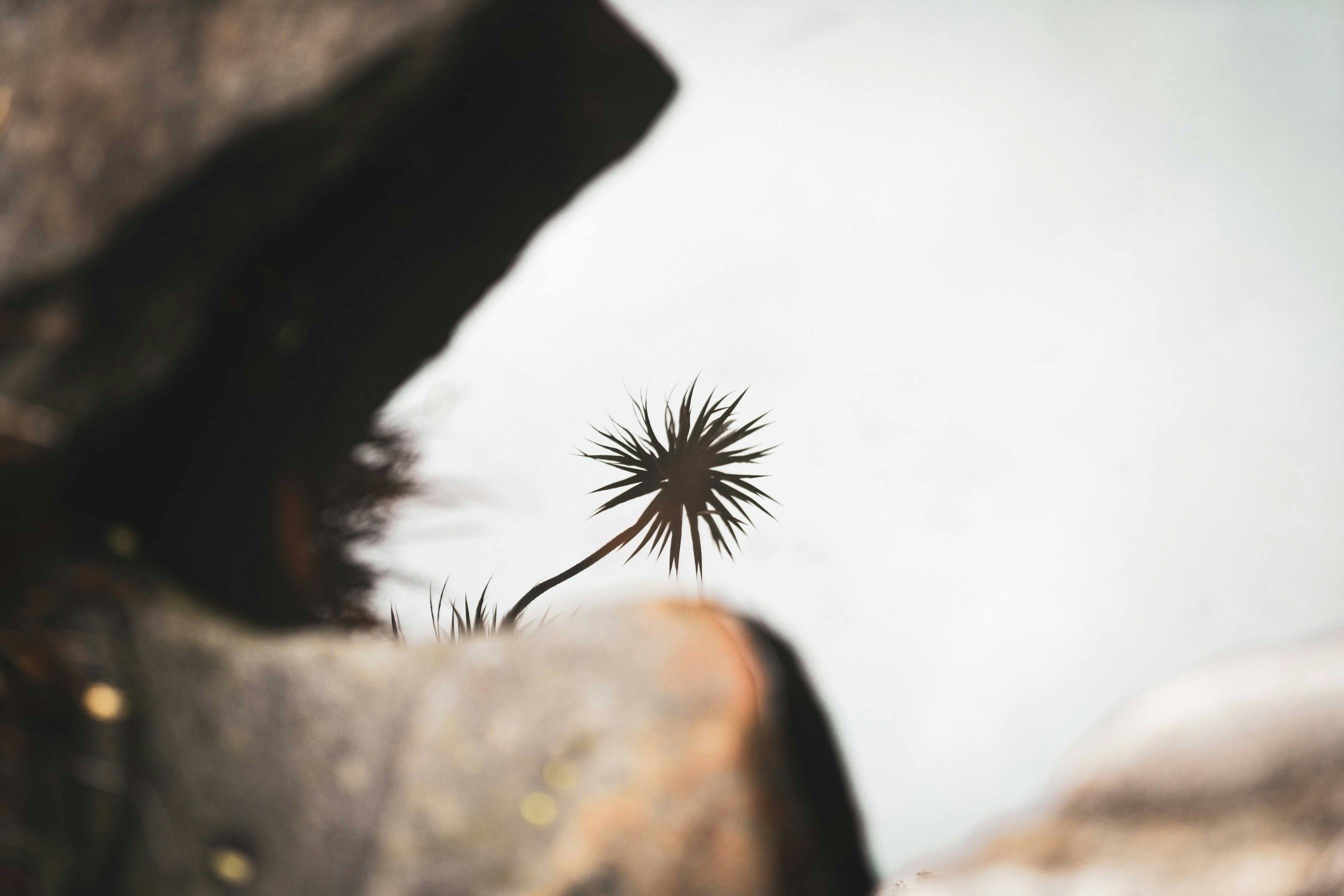 Shallow Focus Photography of Rocks · Free Stock Photo