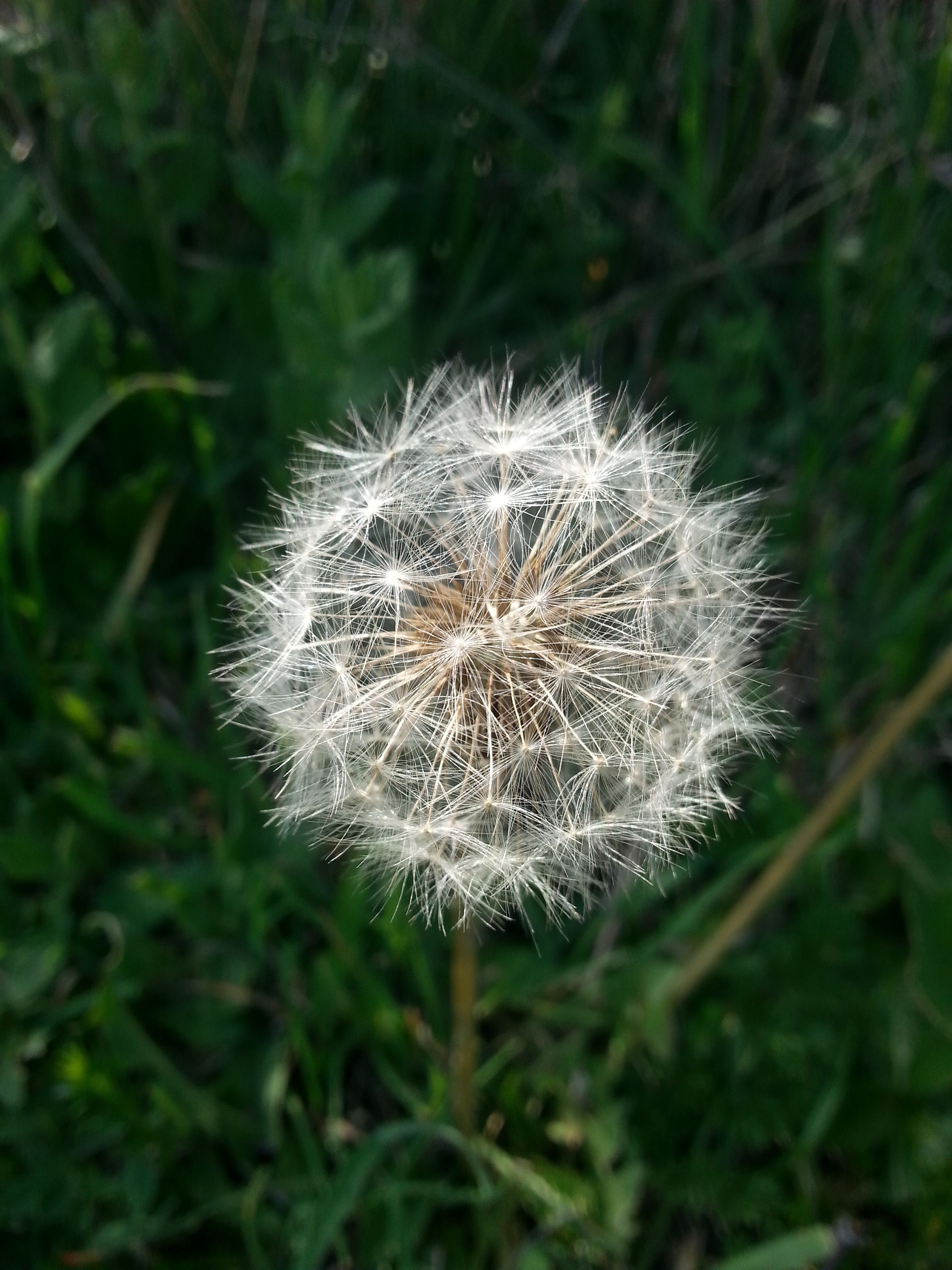 Close-up of a Dandelion Seed Head in Nature · Free Stock Photo