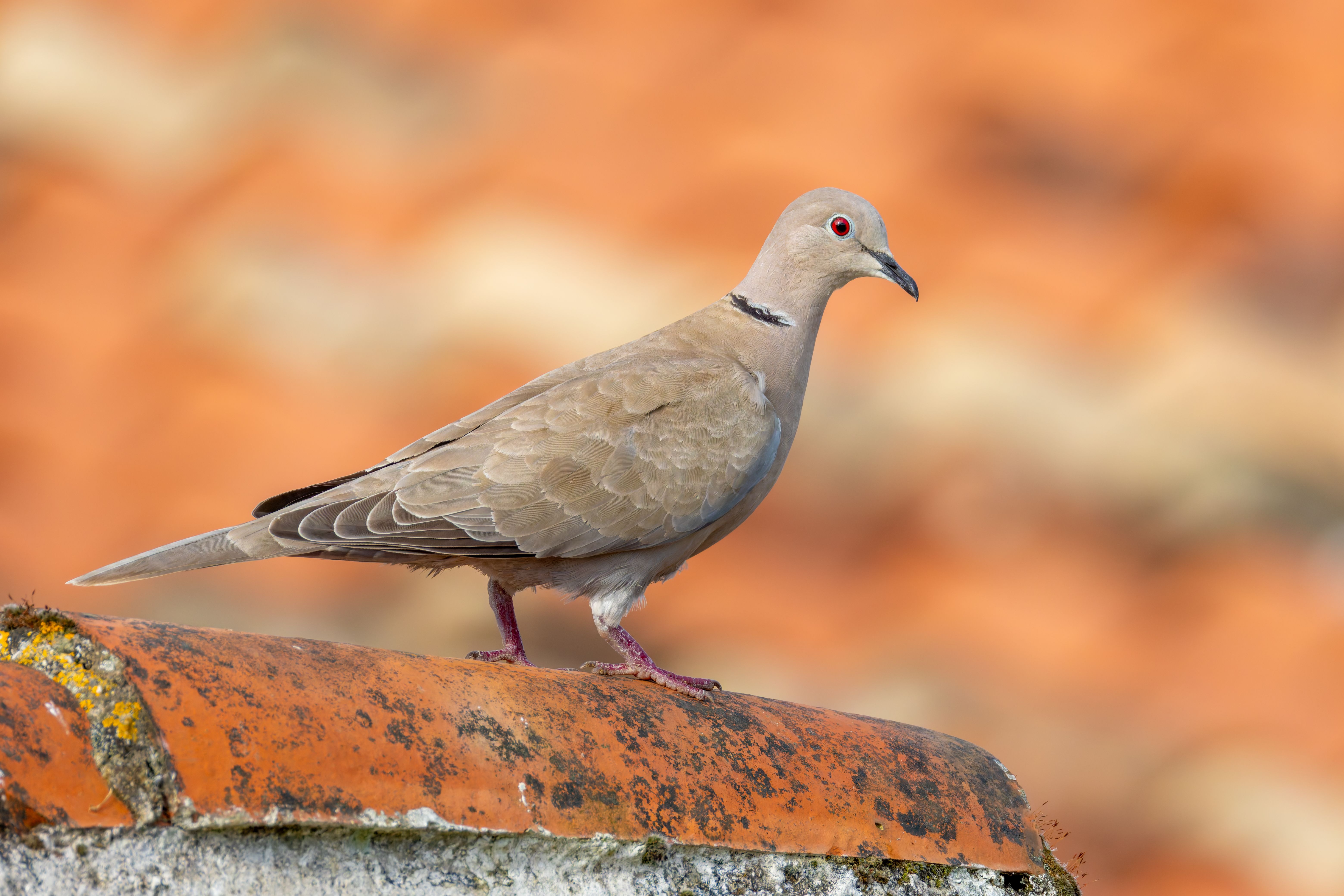 Collared Dove Photos, Download The BEST Free Collared Dove Stock Photos ...