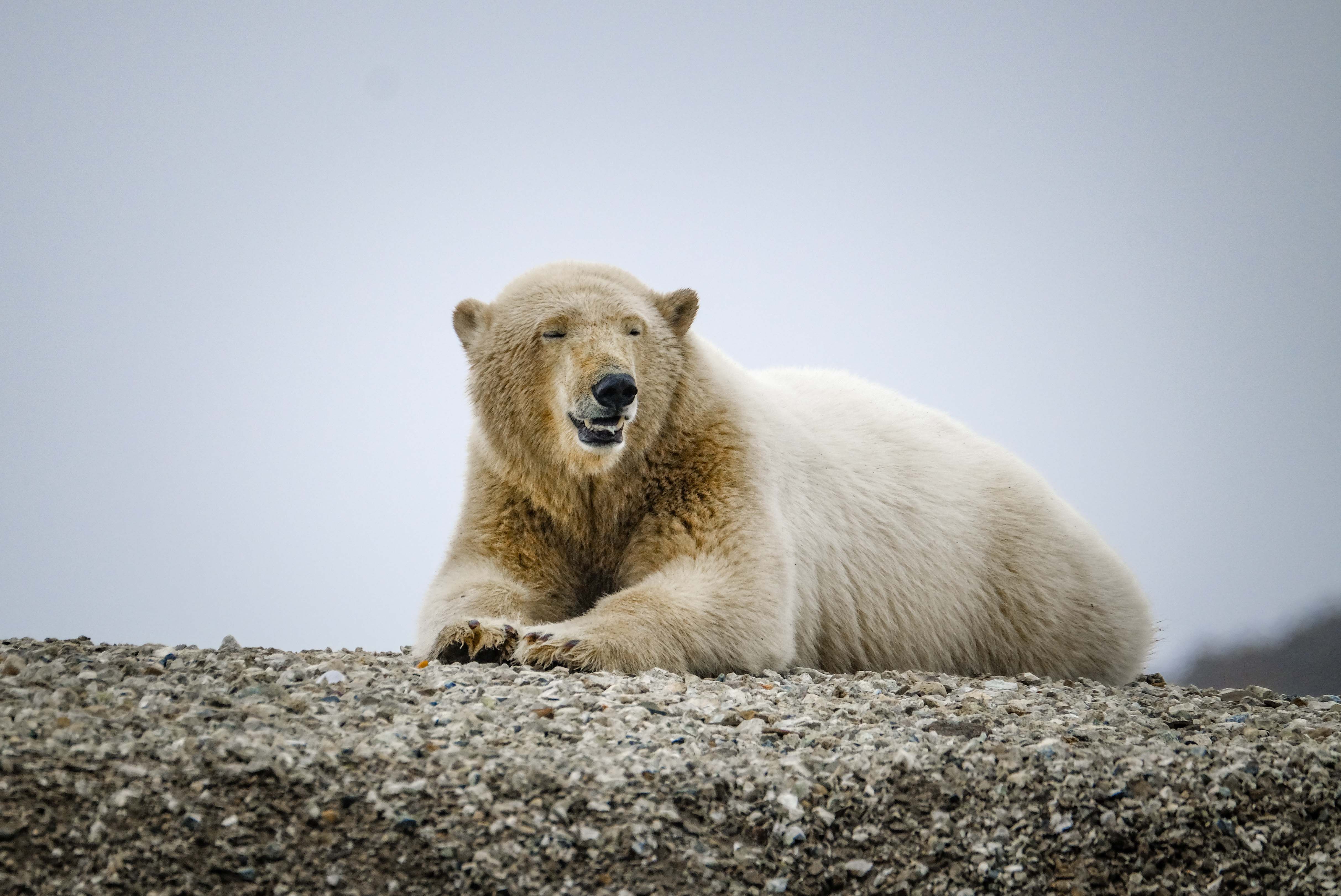 Un Majestueux Ours Polaire Se Repose Sur Un Terrain Arctique · Photo ...