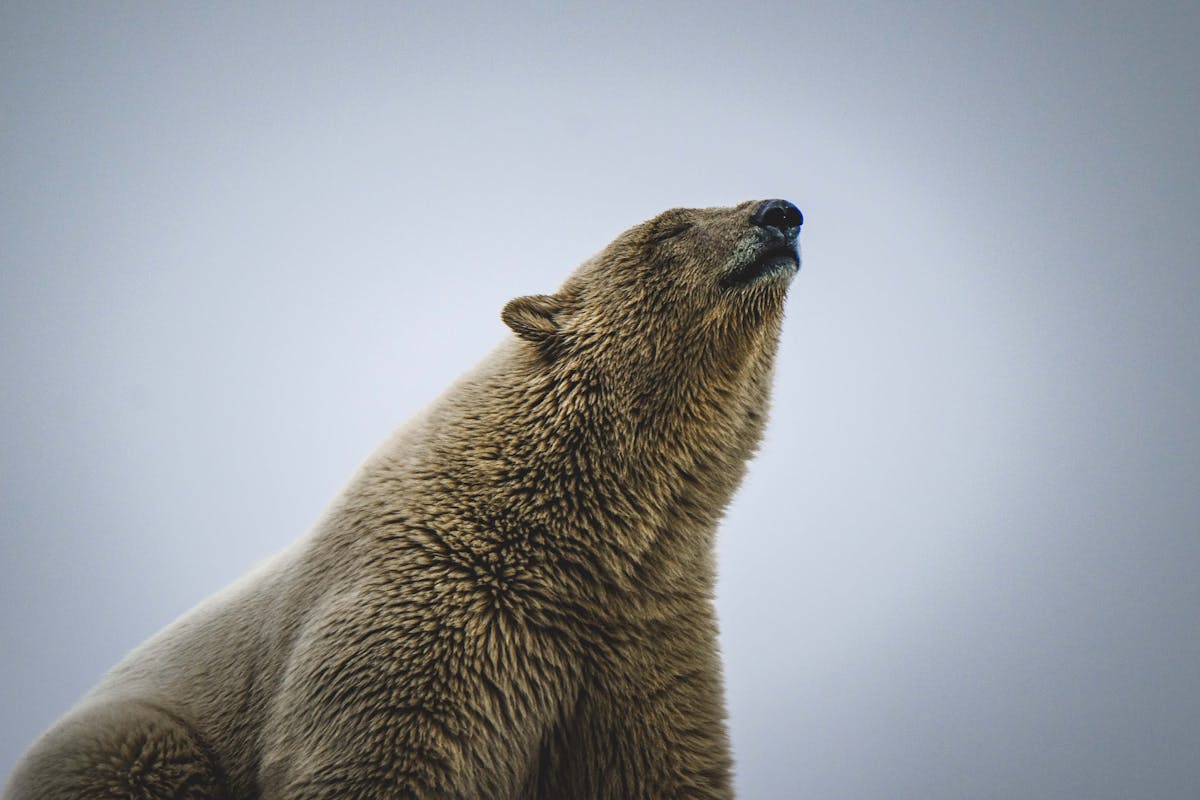 4k Bear Photos, Download The BEST Free 4k Bear Stock Photos & HD Images