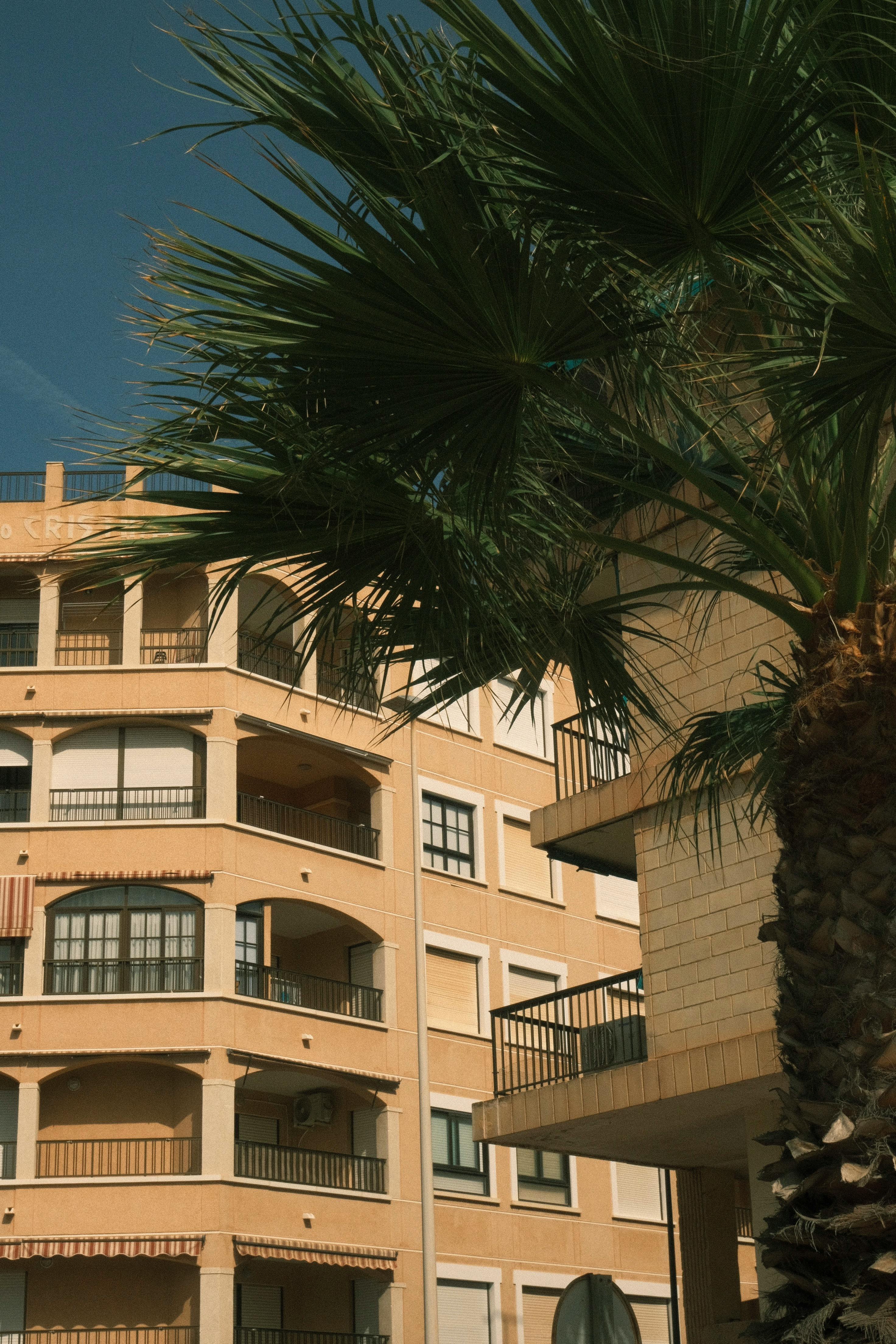 Tree Beside Building · Free Stock Photo
