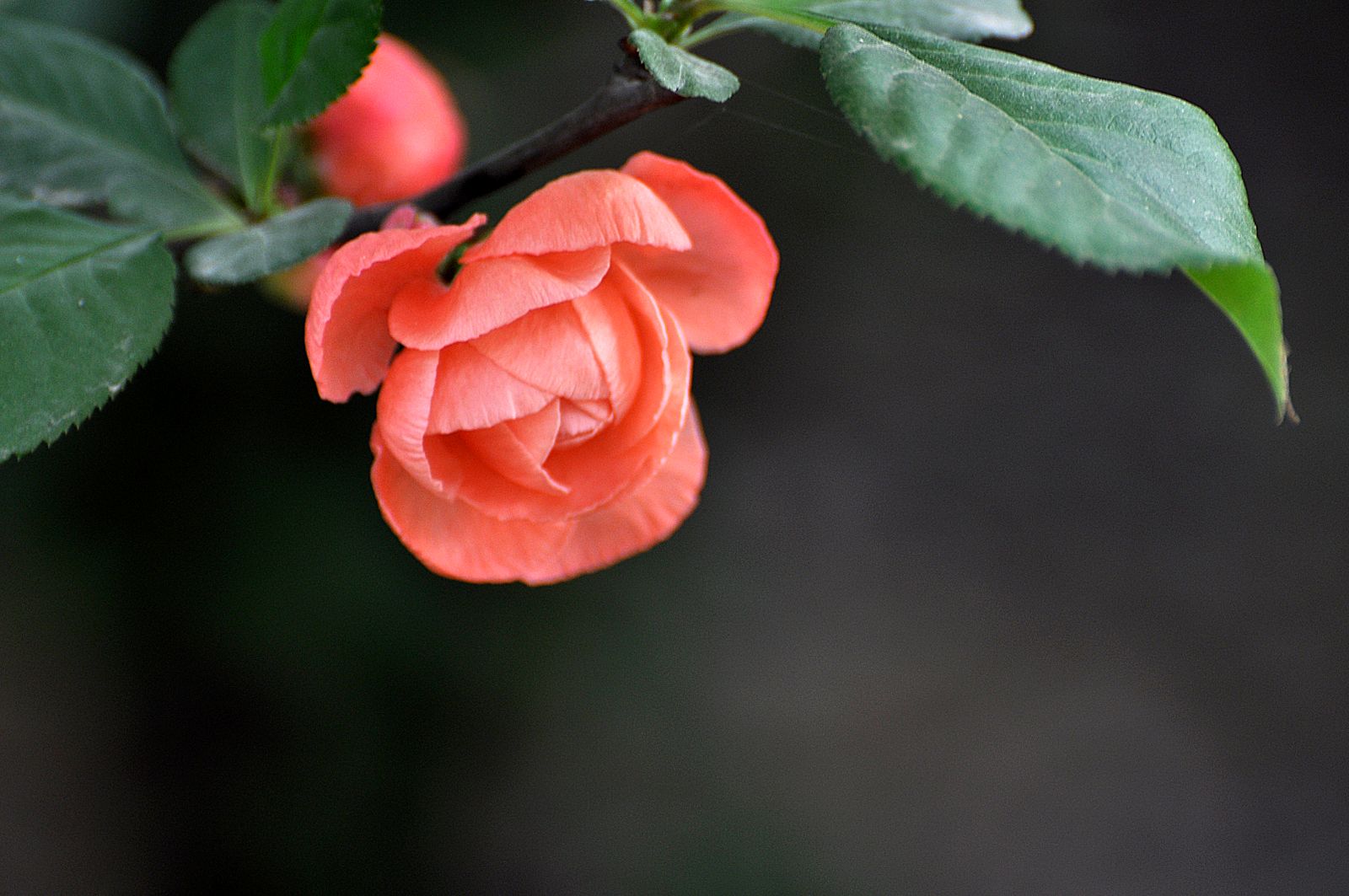 Polly+Peach+Flickr Photos, Download The BEST Free Polly+Peach+Flickr ...