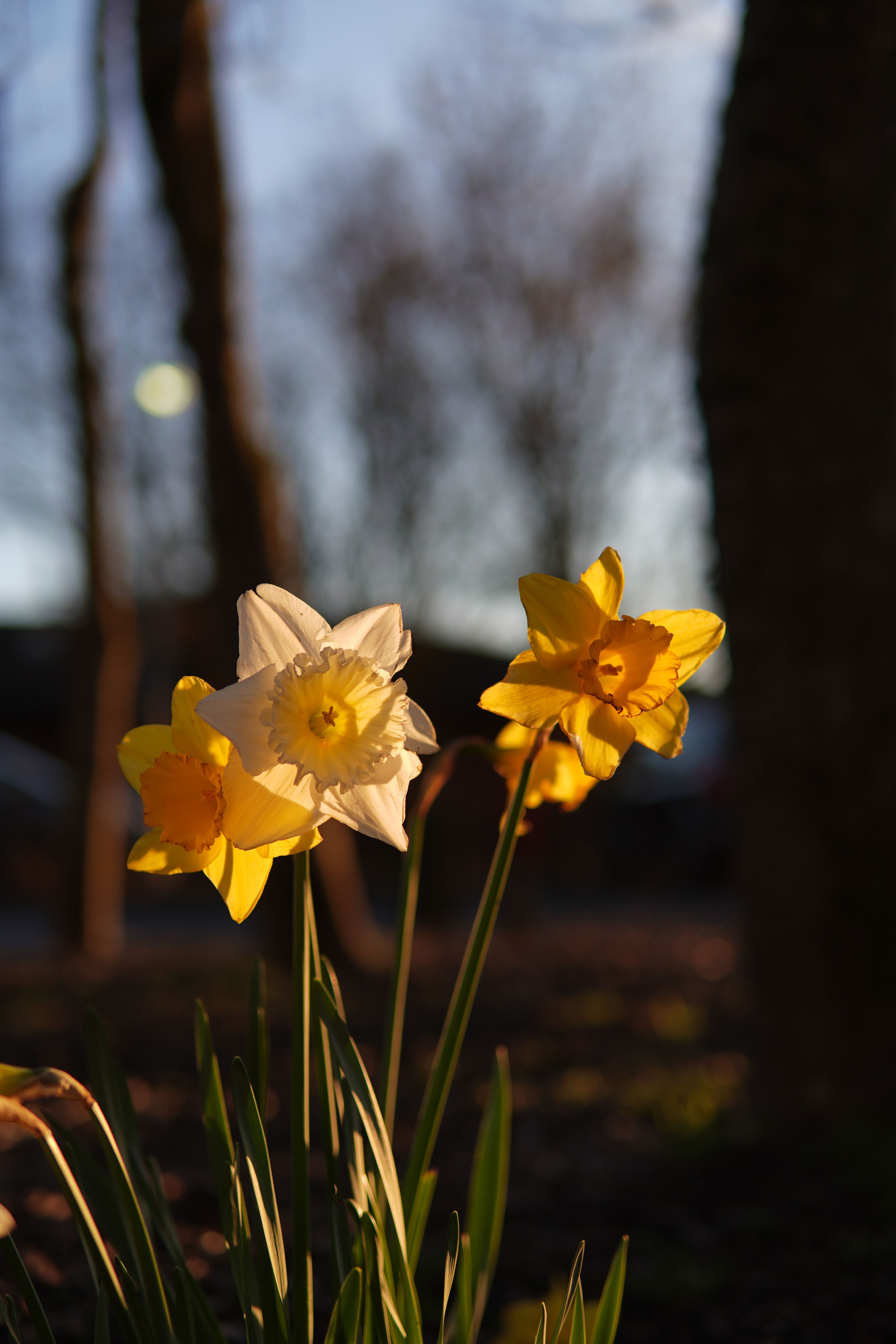 Golden Daffodils Blooming in Early Spring Light · Free Stock Photo