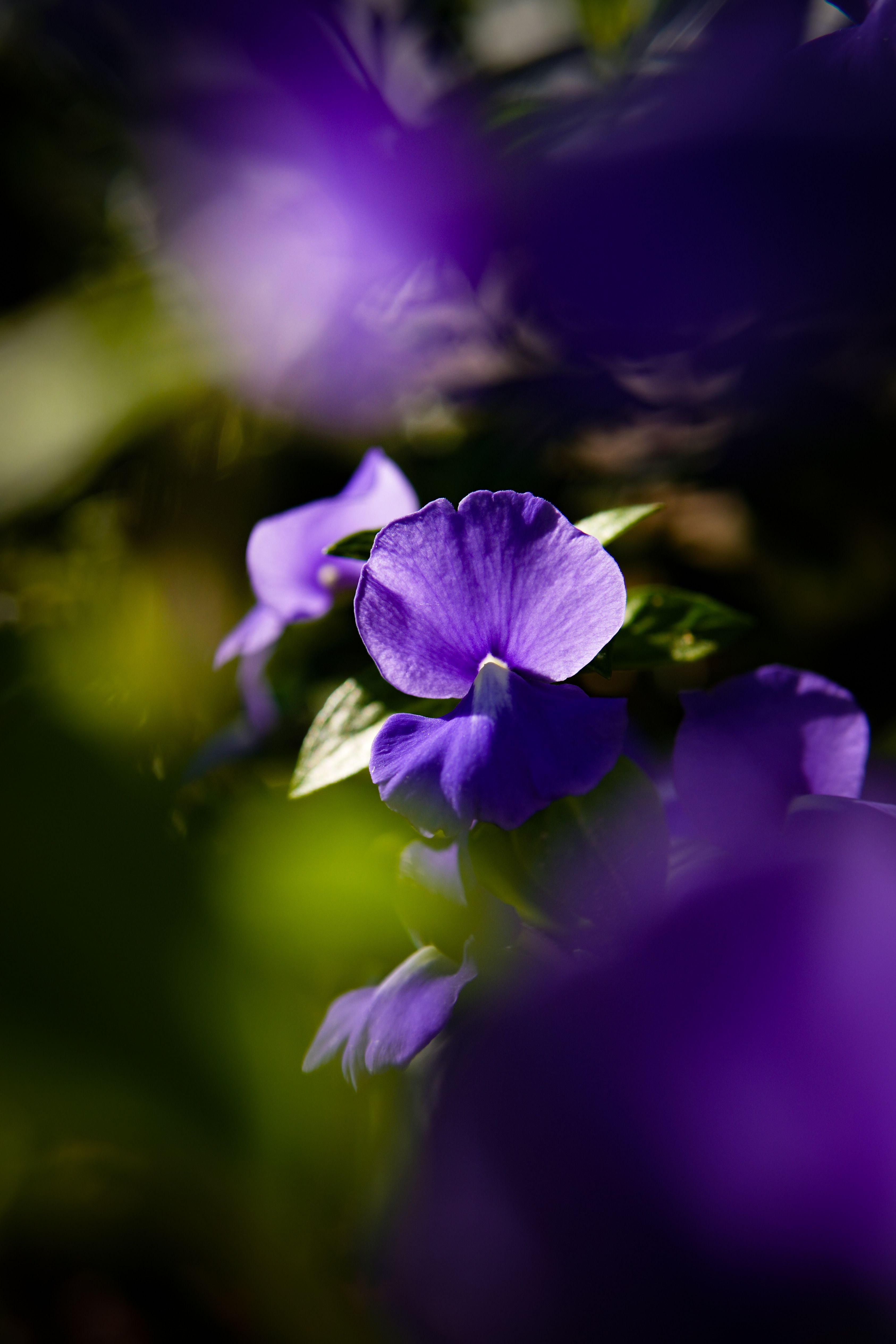 Purple Petaled Flower · Free Stock Photo