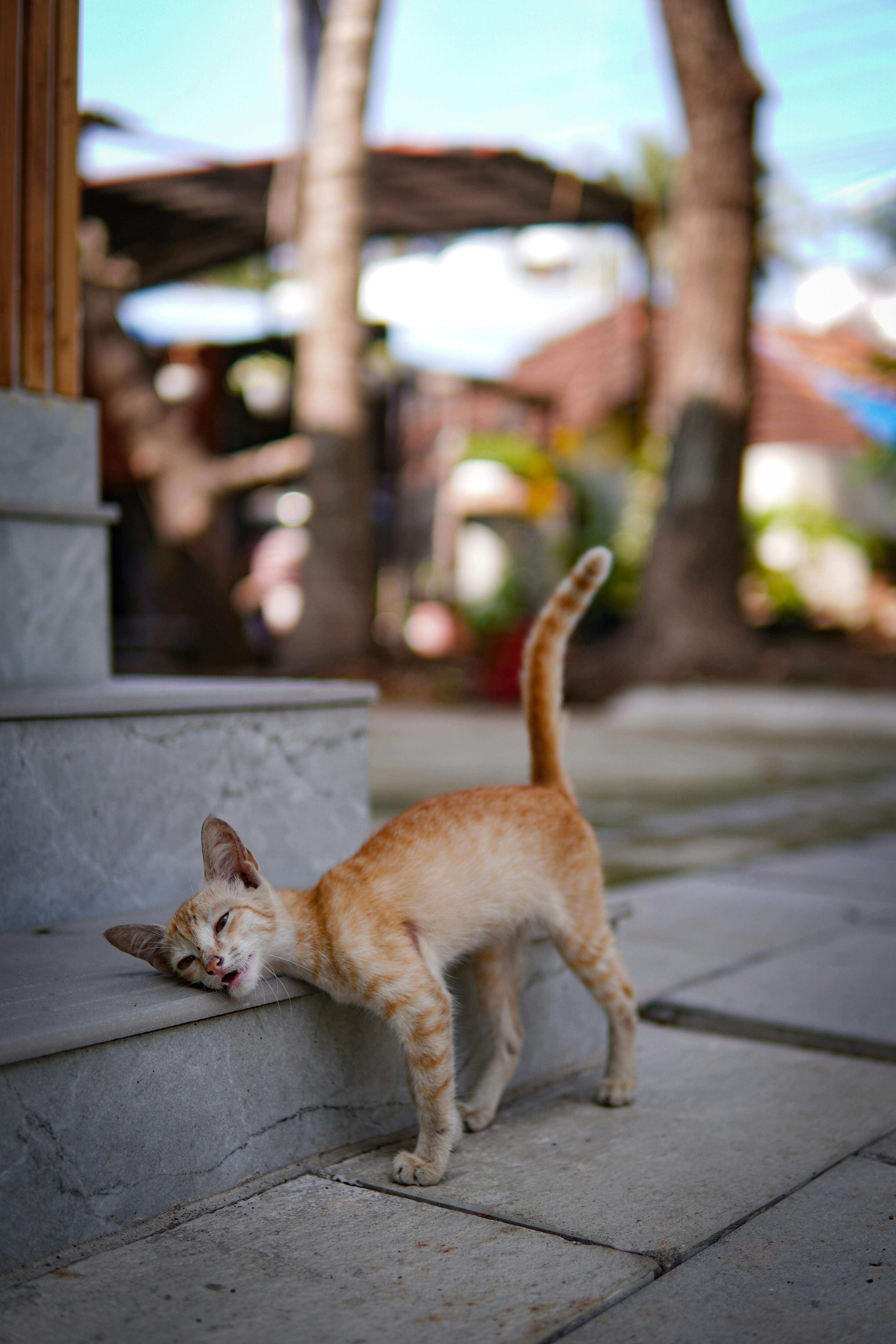 Playful Cat at Home Relaxing Outdoors · Free Stock Photo