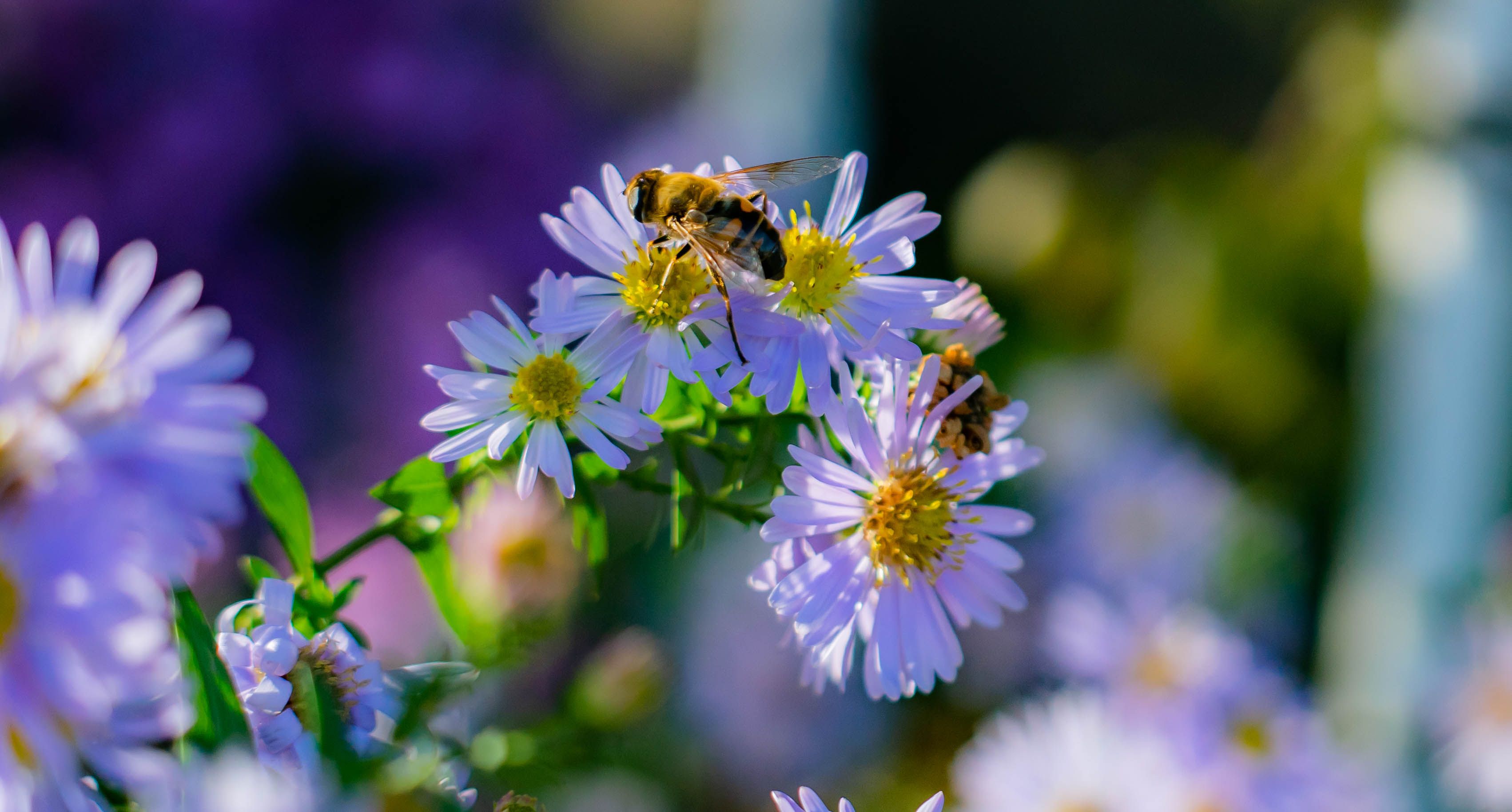 Bee Pollination on Purple Aster Flowers in Fall · Free Stock Photo
