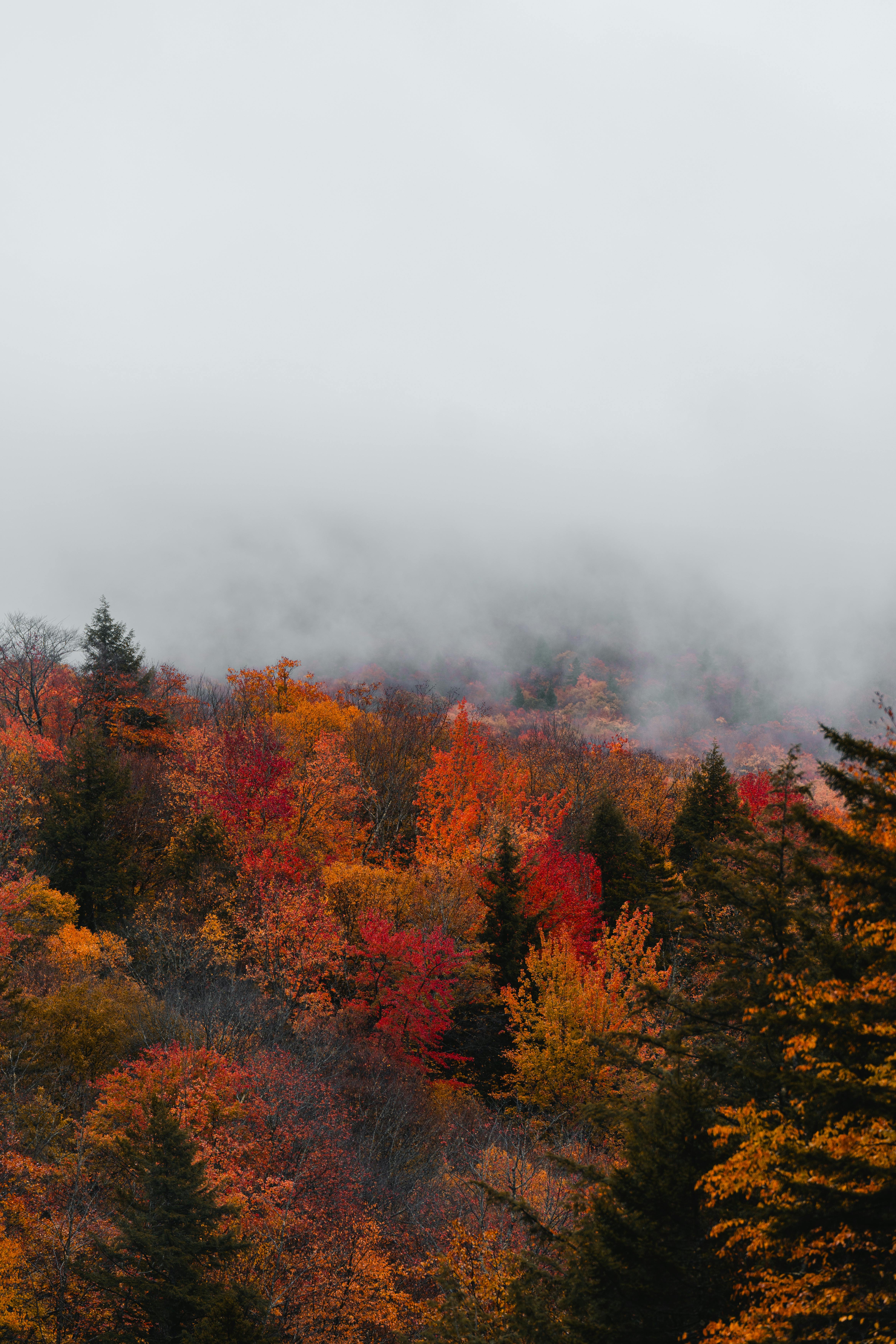 Autumn Foliage in the Mist, Lincoln, NH · Free Stock Photo