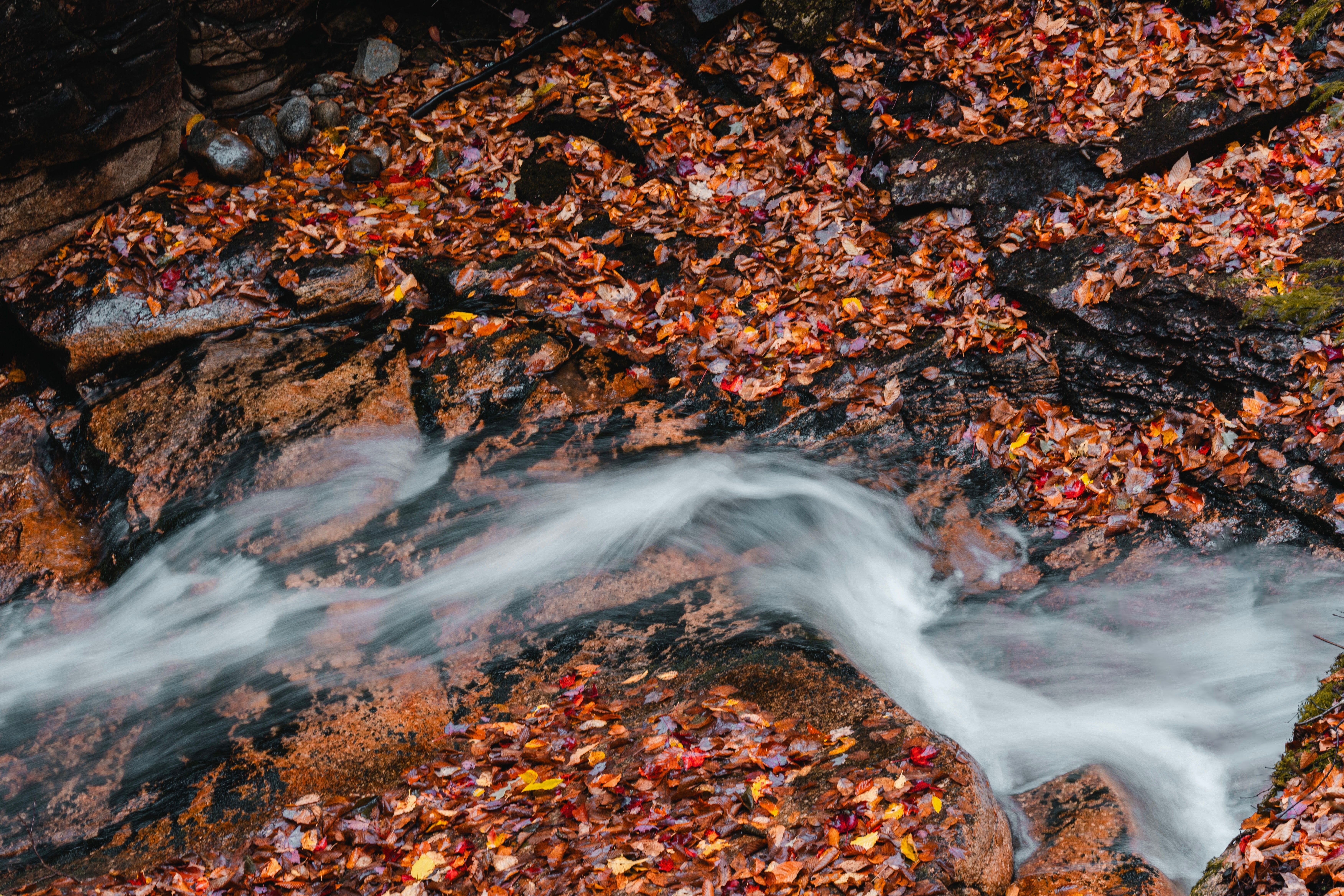 Vibrant Autumn Leaves by Flowing Stream in Lincoln · Free Stock Photo