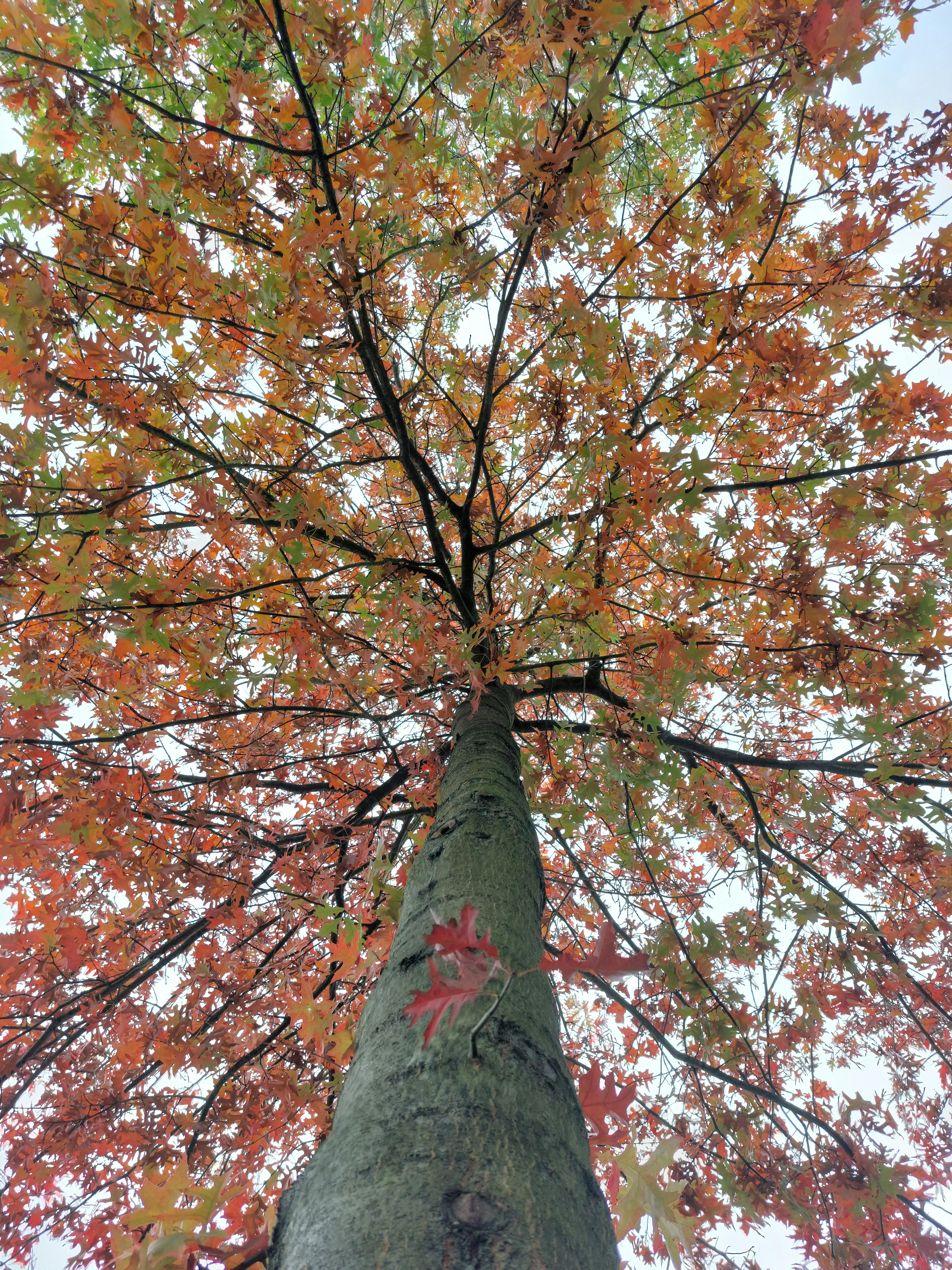 Fogliame Autunnale Vibrante Di Una Quercia Imponente · Immagine gratuita