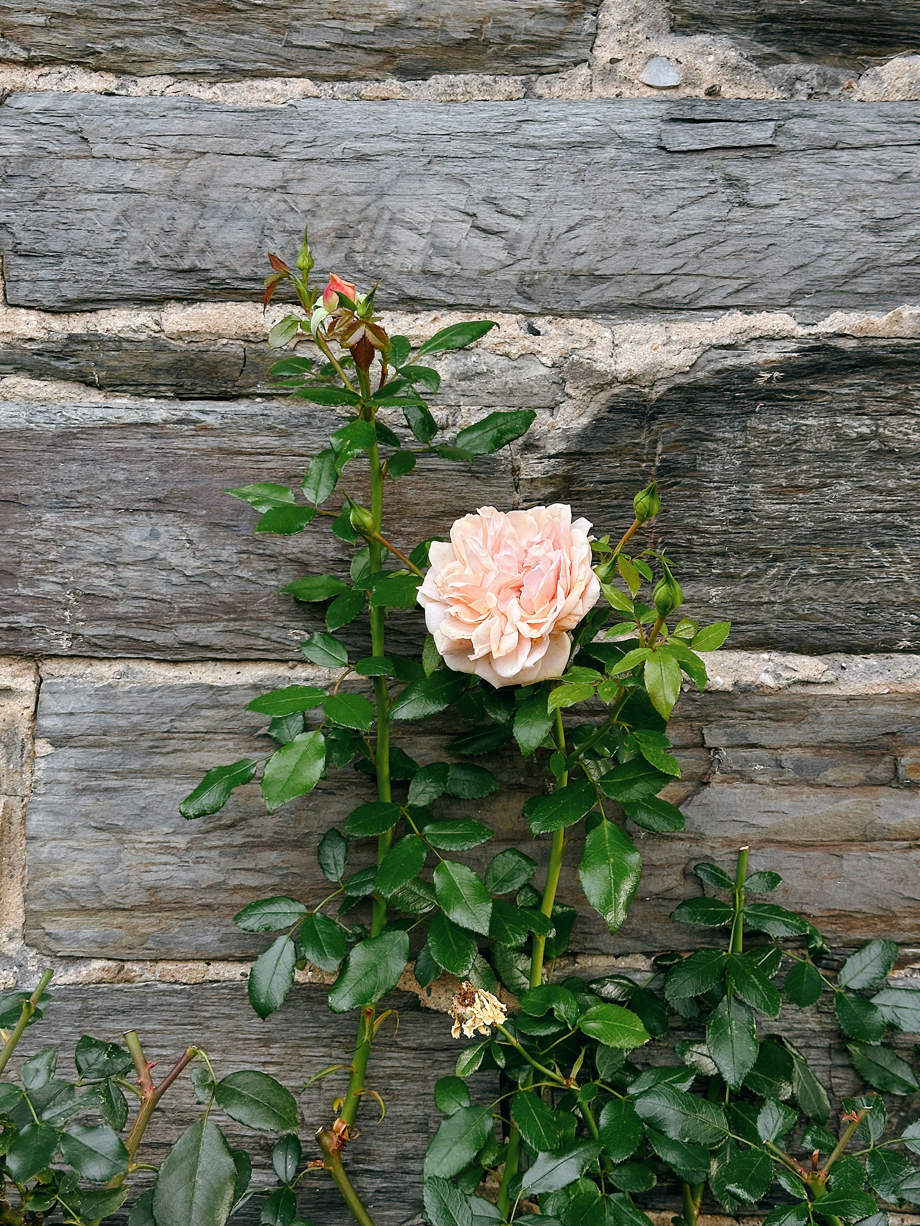 Delicate Pink Rose Against Rustic Stone Wall · Free Stock Photo