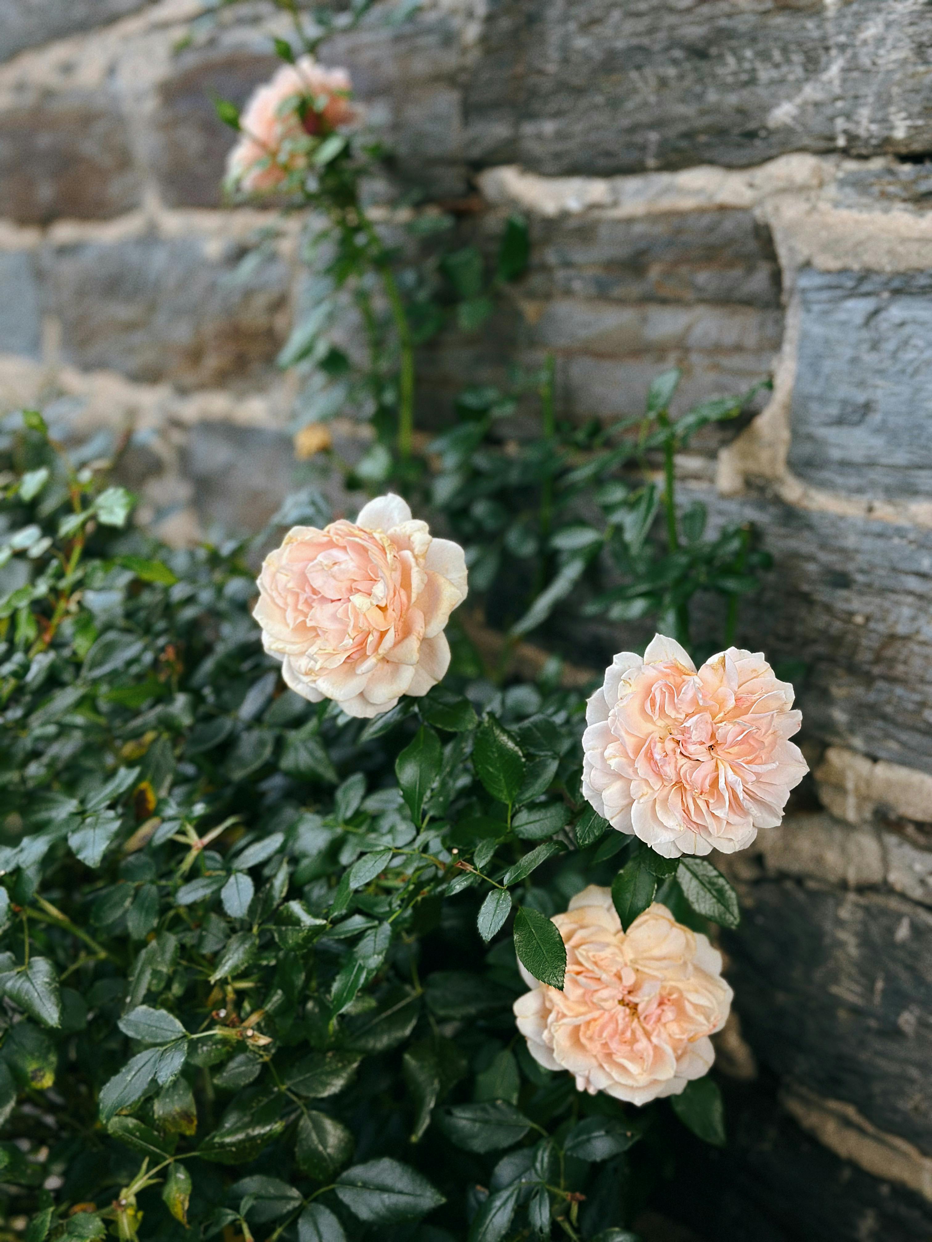 Garden Roses Photos, Download The BEST Free Garden Roses Stock Photos ...
