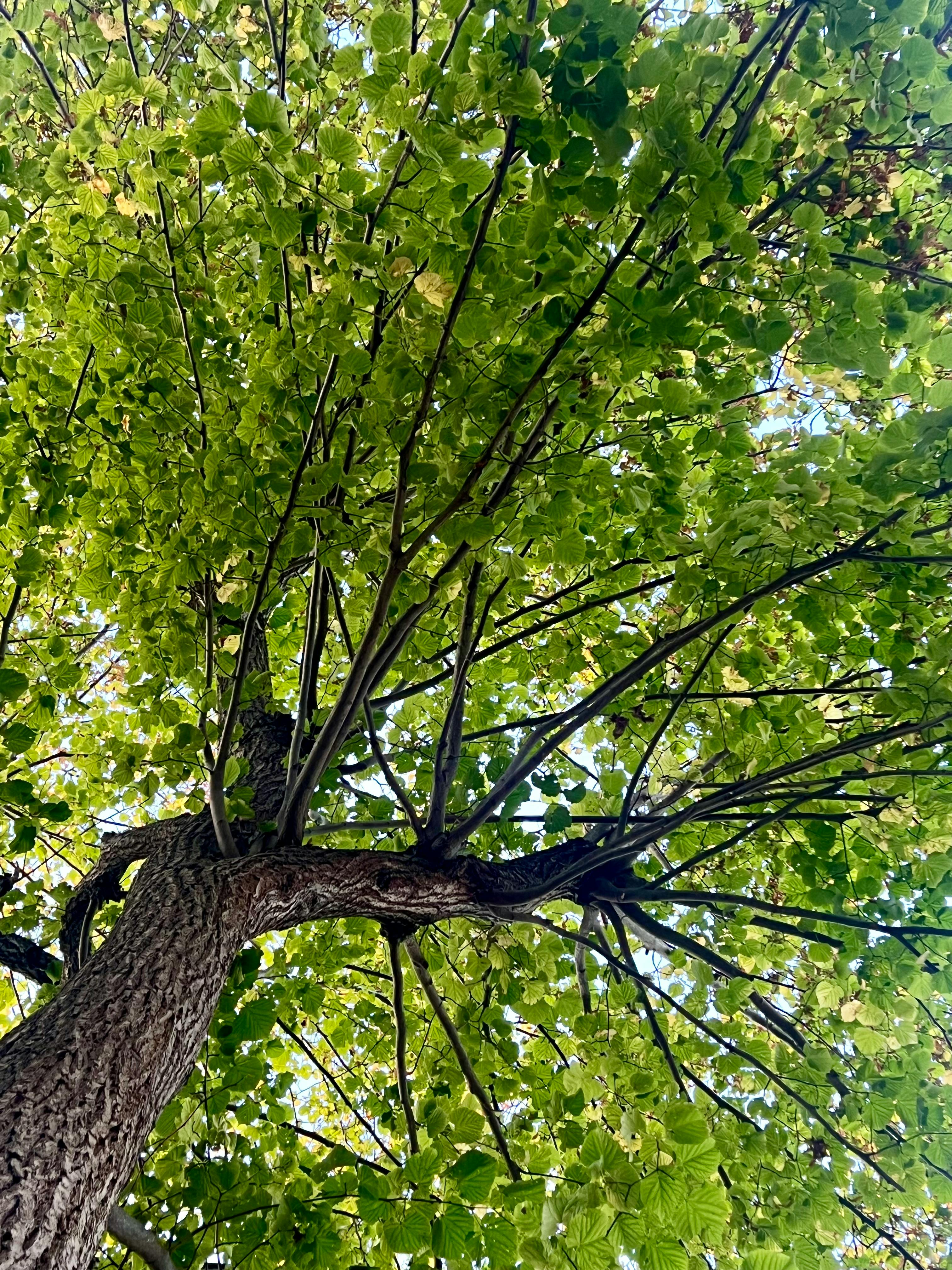 O2 Tree Photos, Download The BEST Free O2 Tree Stock Photos & HD Images