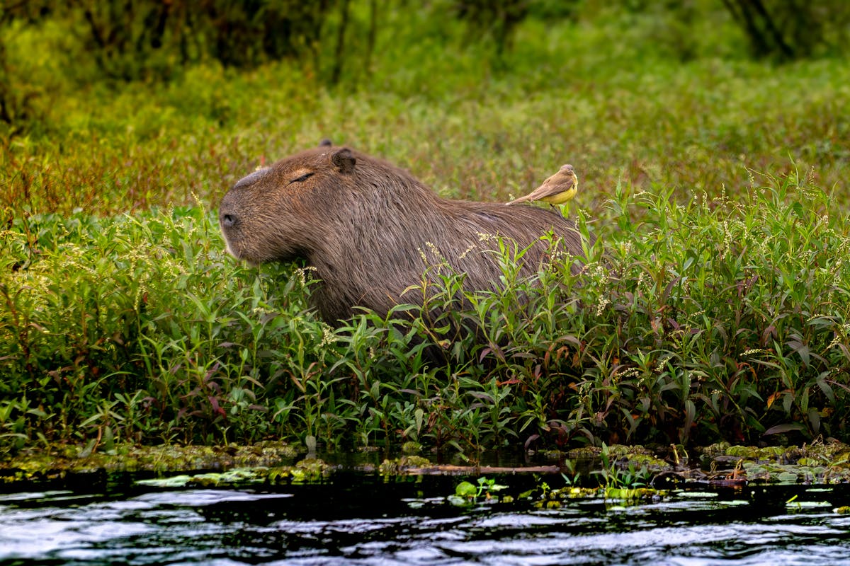 Capybara Chibi Photos, Download The BEST Free Capybara Chibi Stock ...