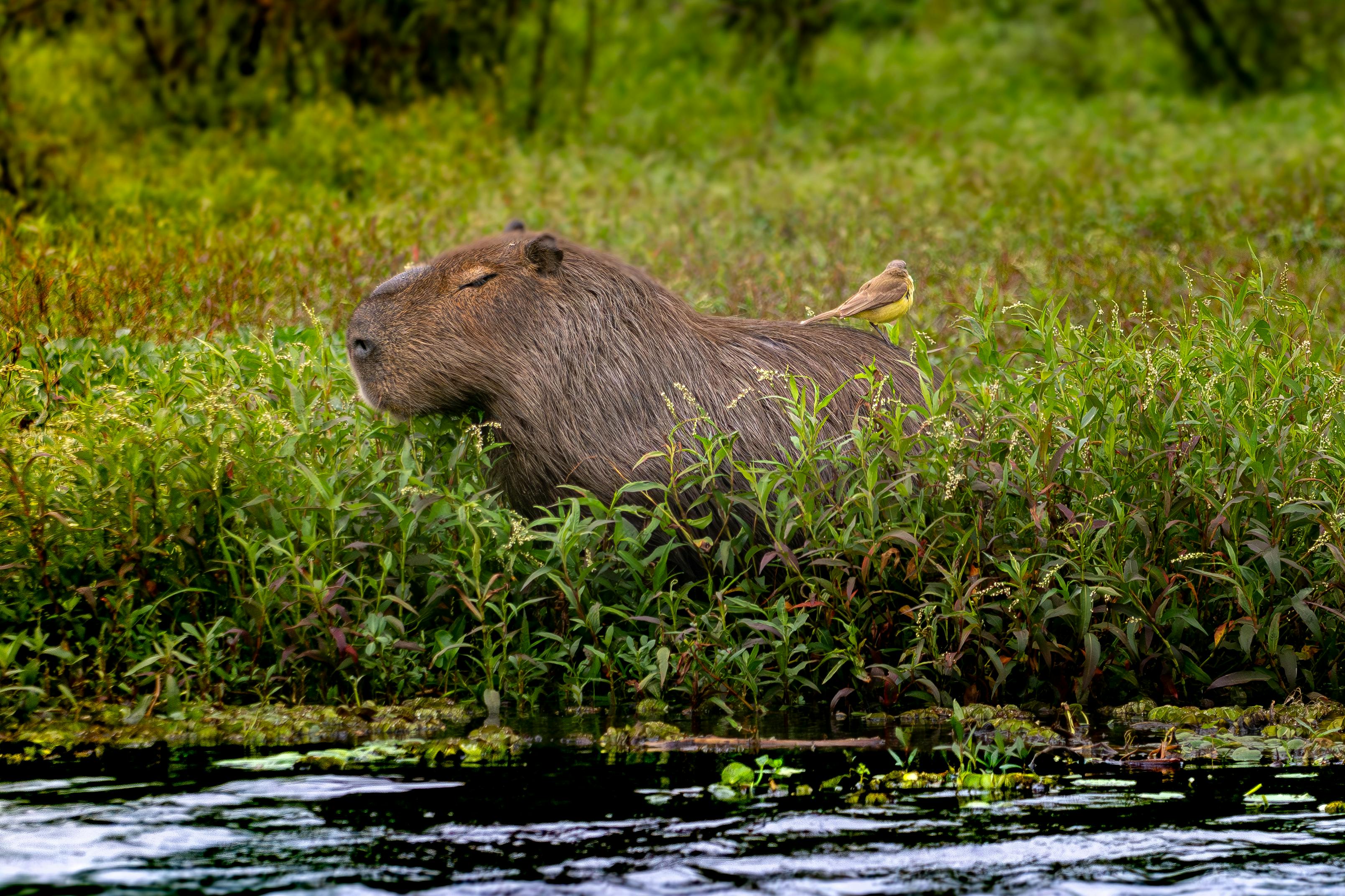 Capybara In Den Feuchtgebieten Von Corrientes, Argentinien ...